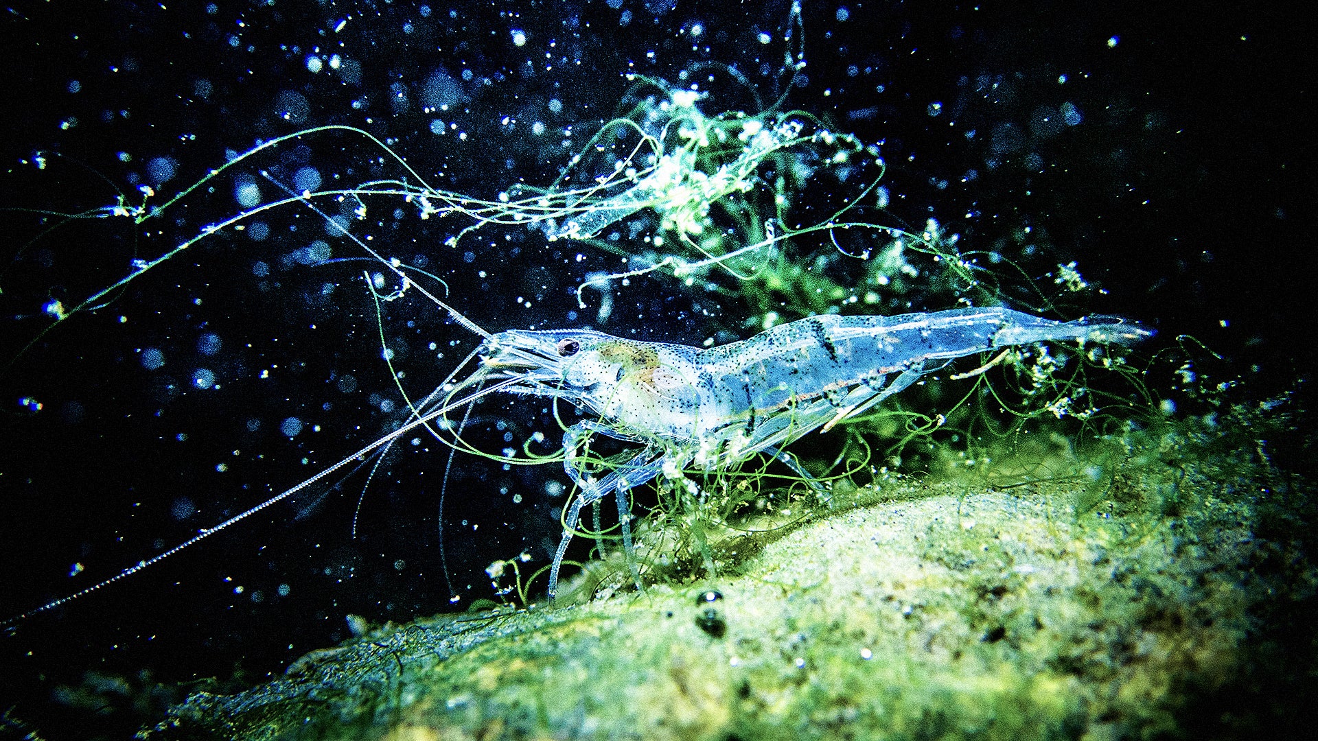 A Healthier And More Sustainable Shrimp-Made With Algae Instead Of ...