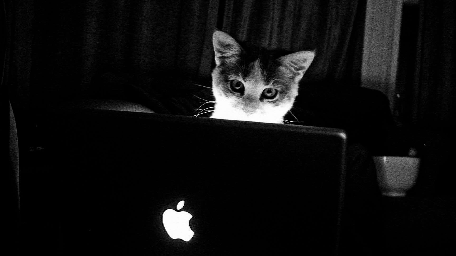 These Are The Most Viral Animals Of 2015 - Fast Company