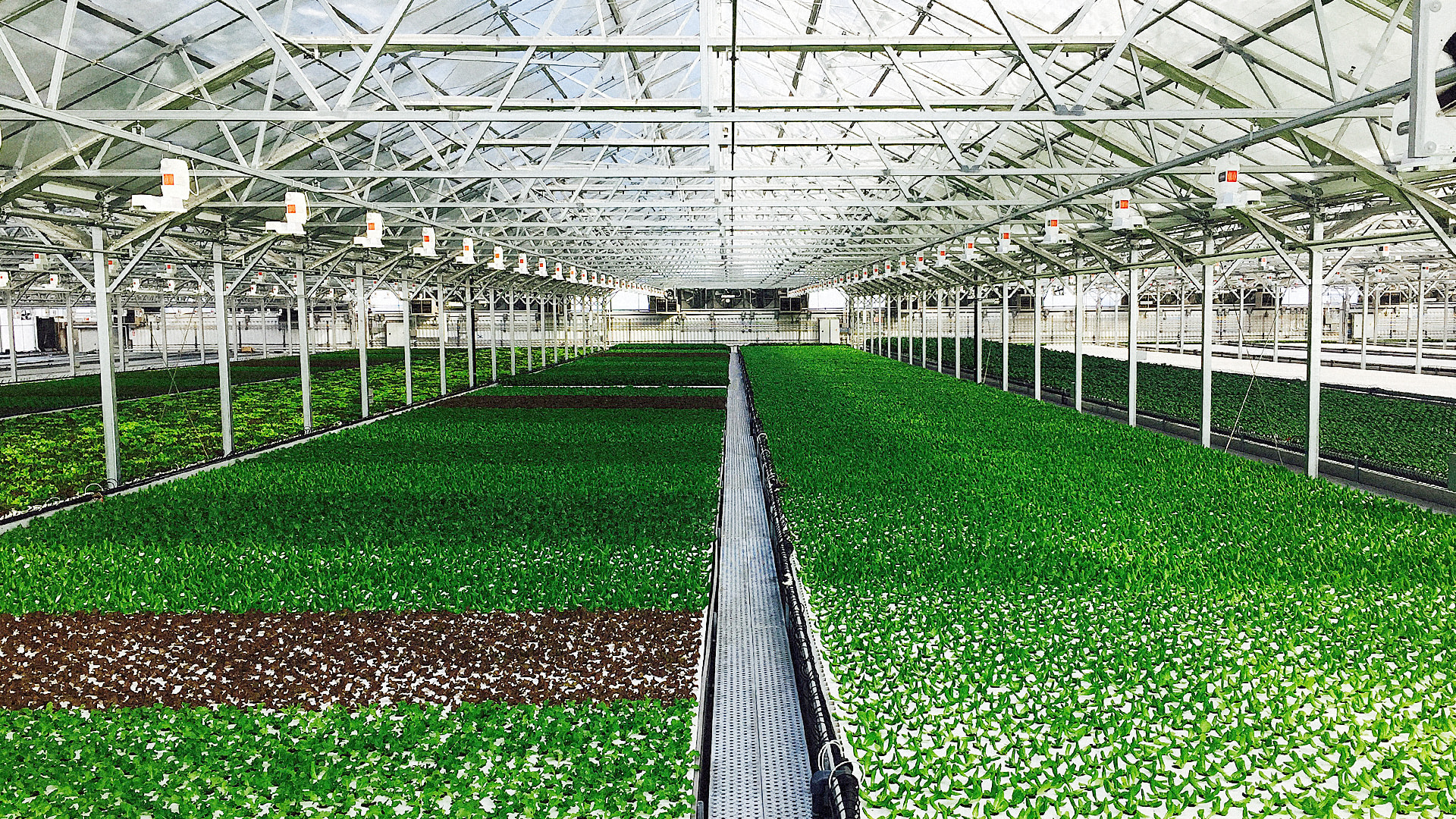 This Is The World's Largest Rooftop Greenhouse - Fast Company