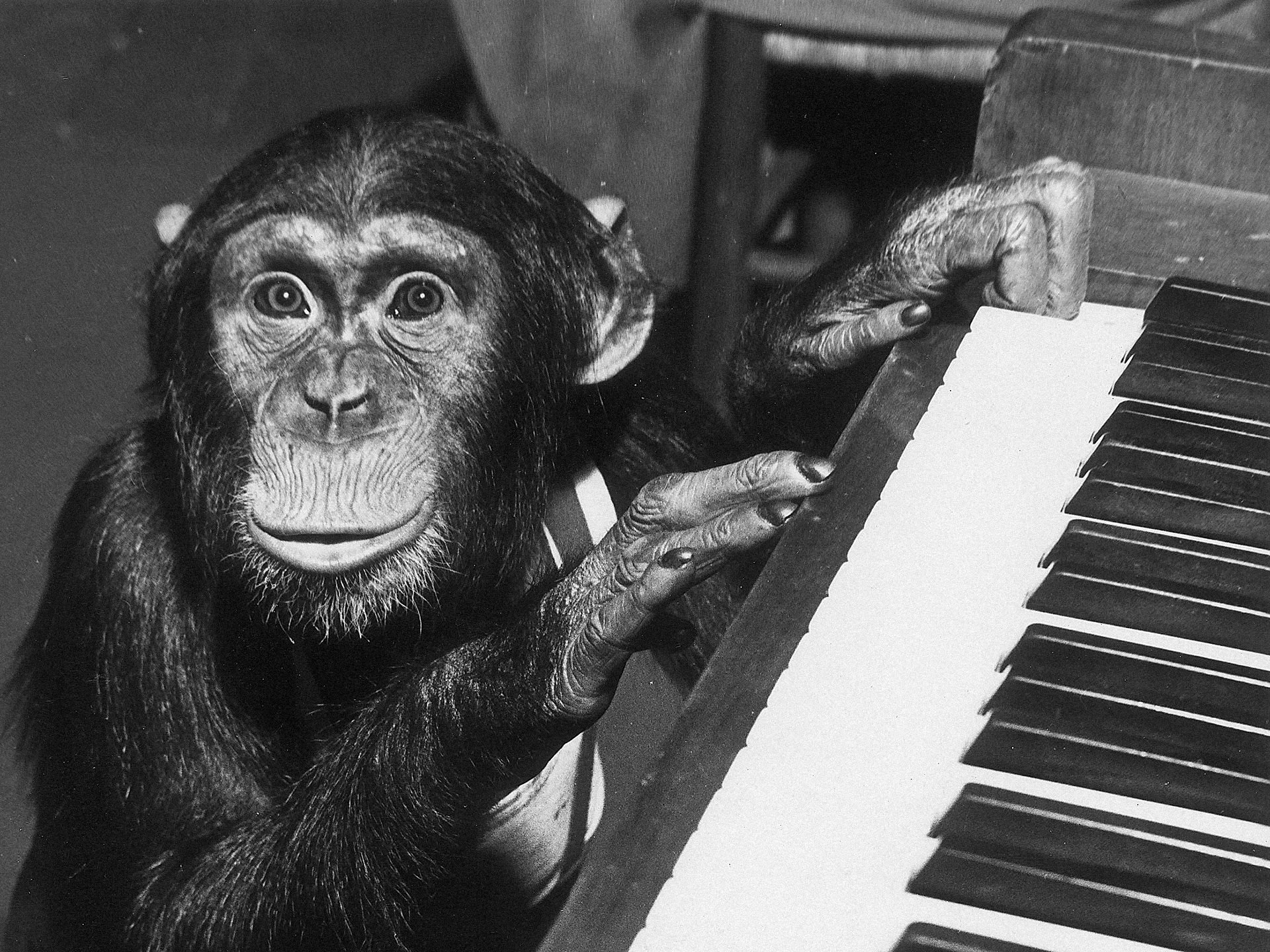 Monkeys Love Music As Much As We Do - Fast Company