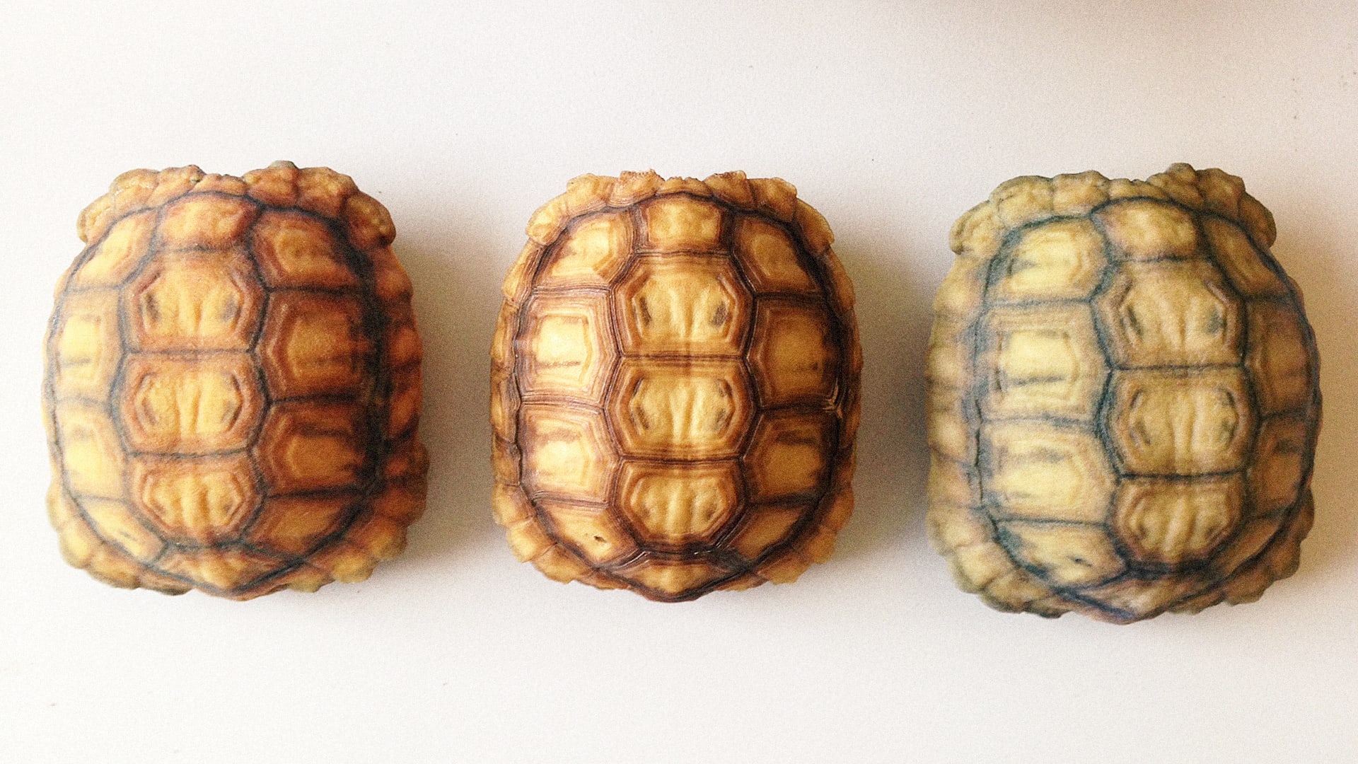 3-D Printed Shells Help Tortoises Survive Hostile Desert Life - Fast ...