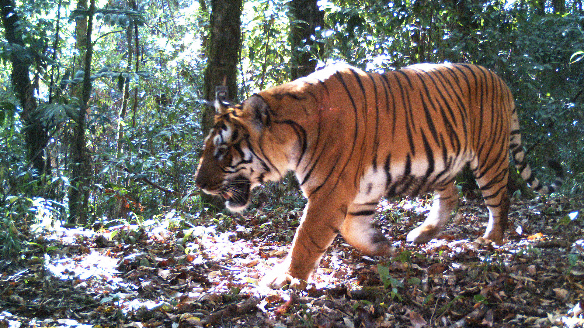 The Strategies And Tactics That Are Helping Tigers Make A Miraculous ...