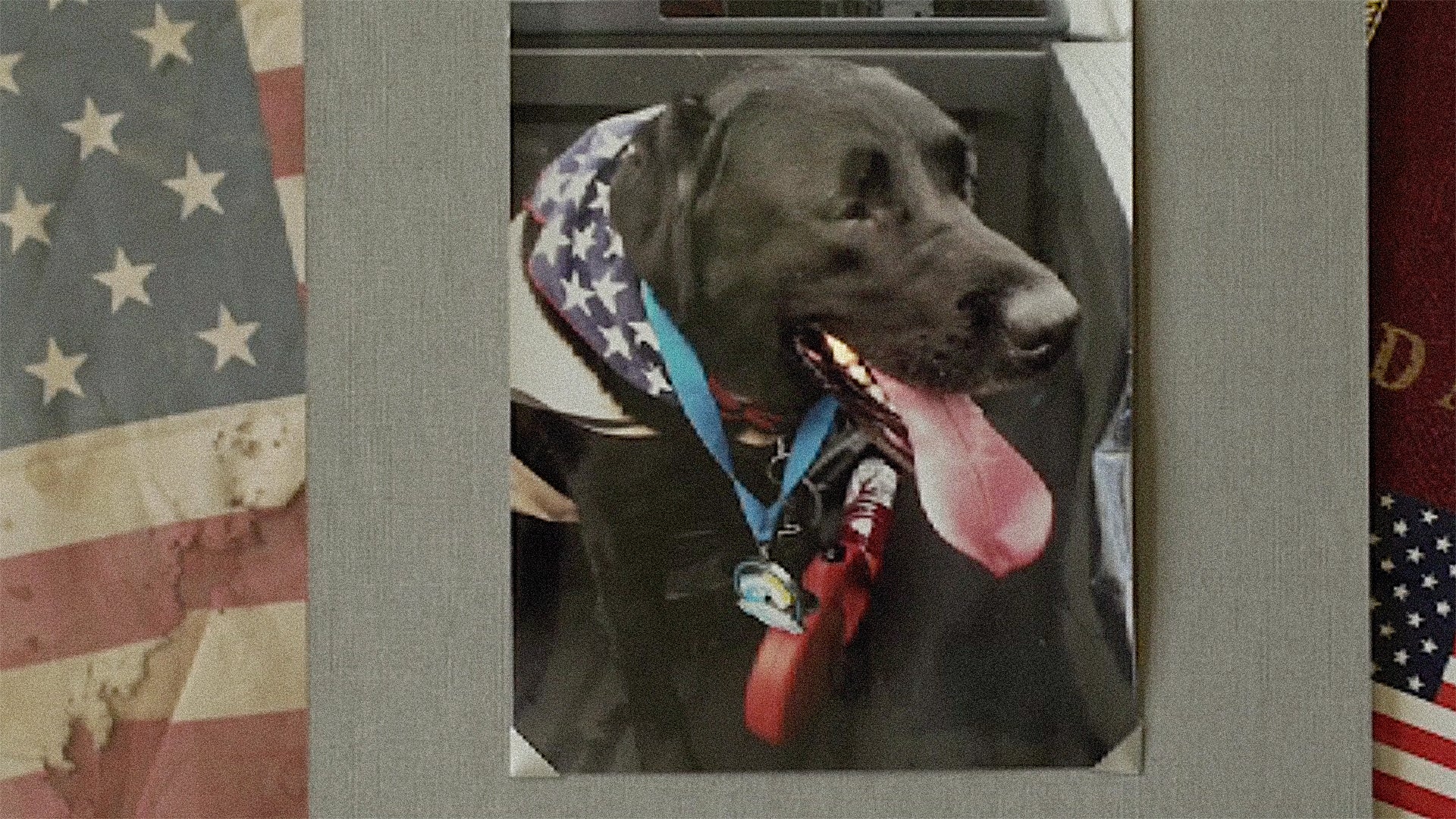 U.S. Marines Vet And His Best Friends Show What We Can Learn From Dogs ...