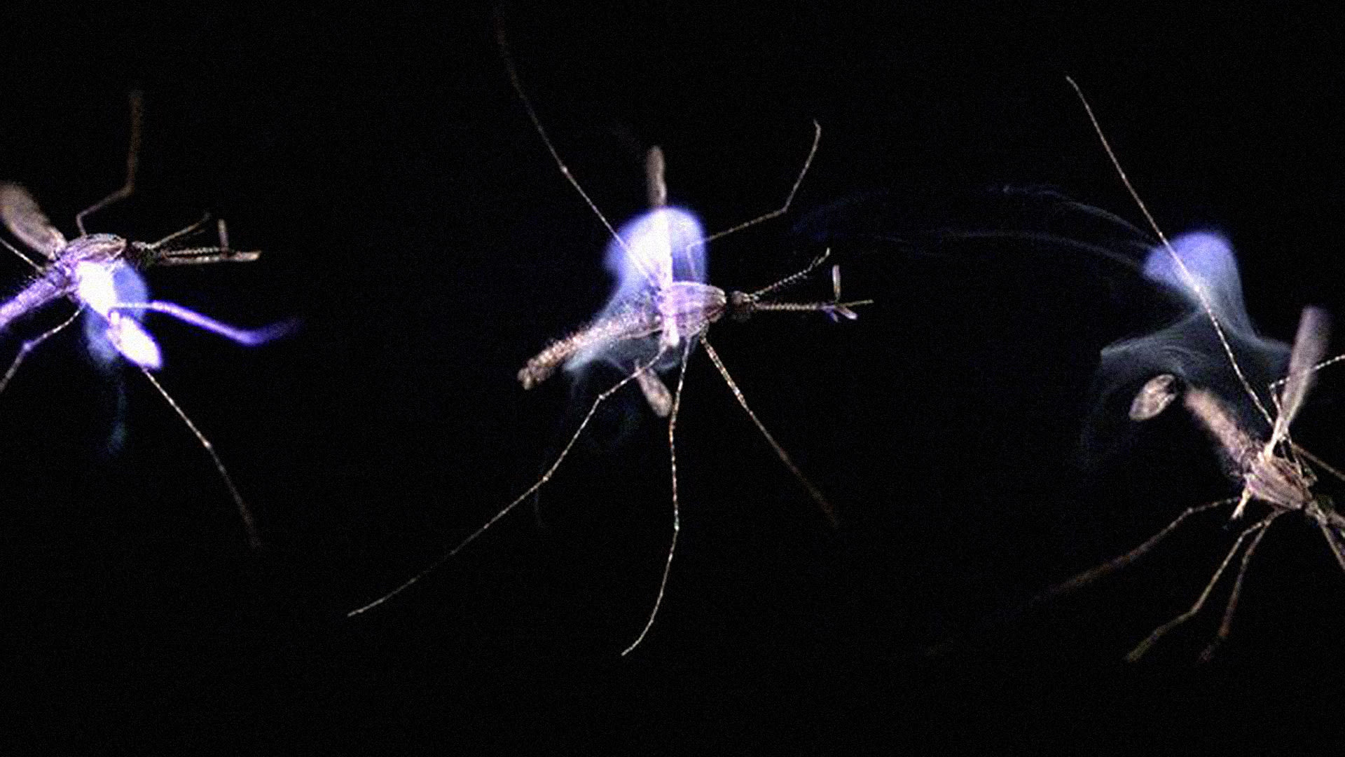 What Happened To The Mosquito-Zapping Laser That Was Going To Stop ...