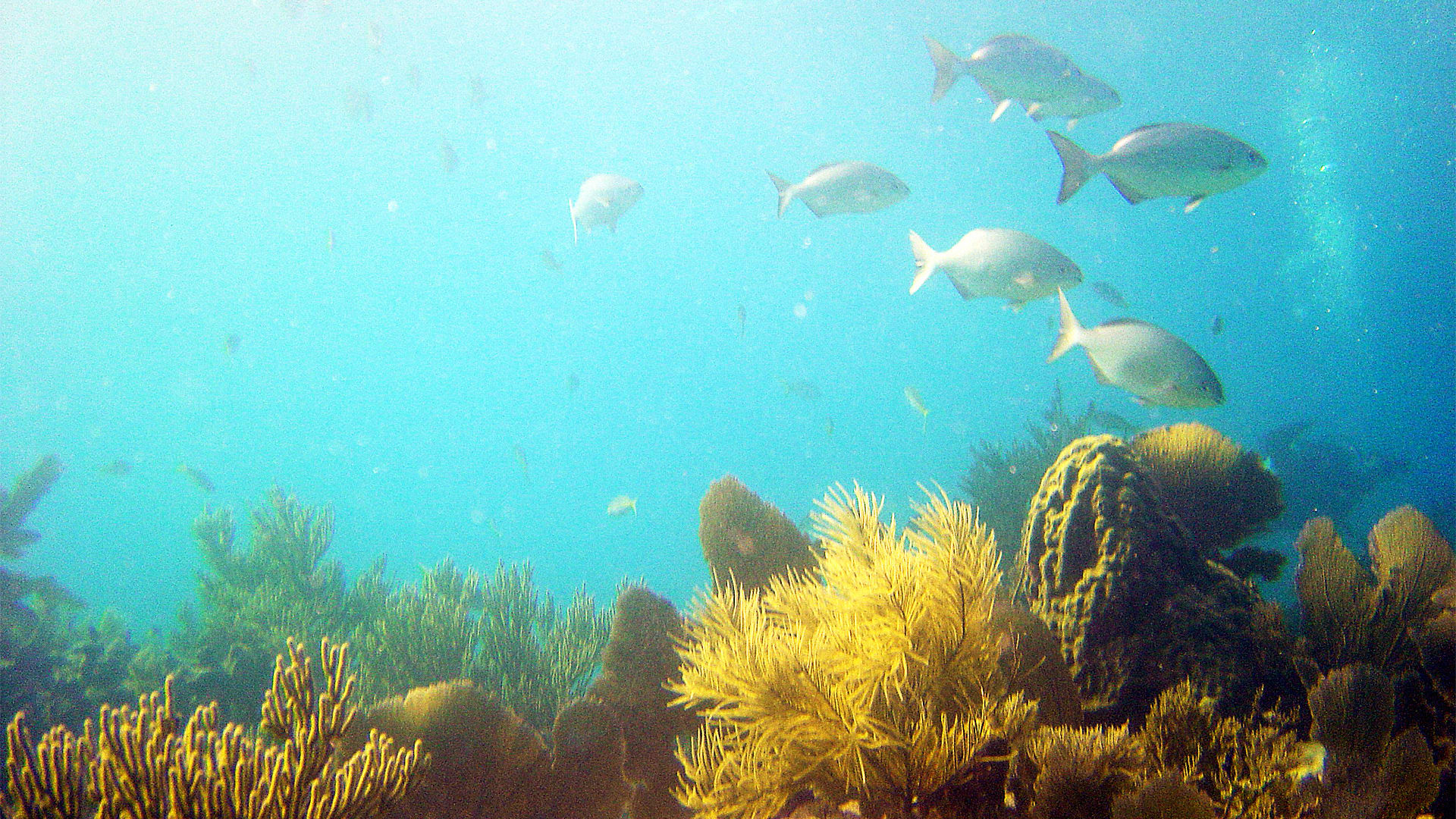 Florida's Coral Reefs Are Dissolving Much Sooner Than Expected - Fast ...