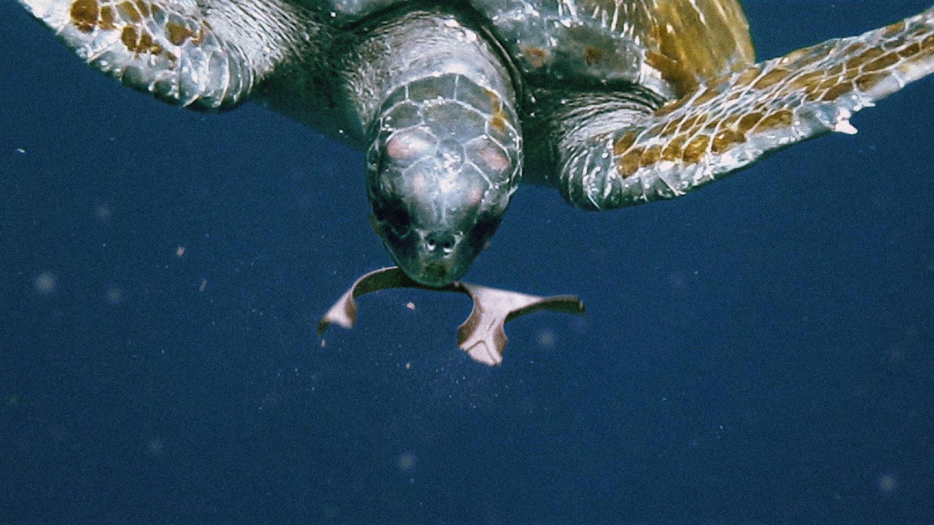 These Six-Pack Rings Are Edible, So They Won't Kill Wildlife - Fast Company