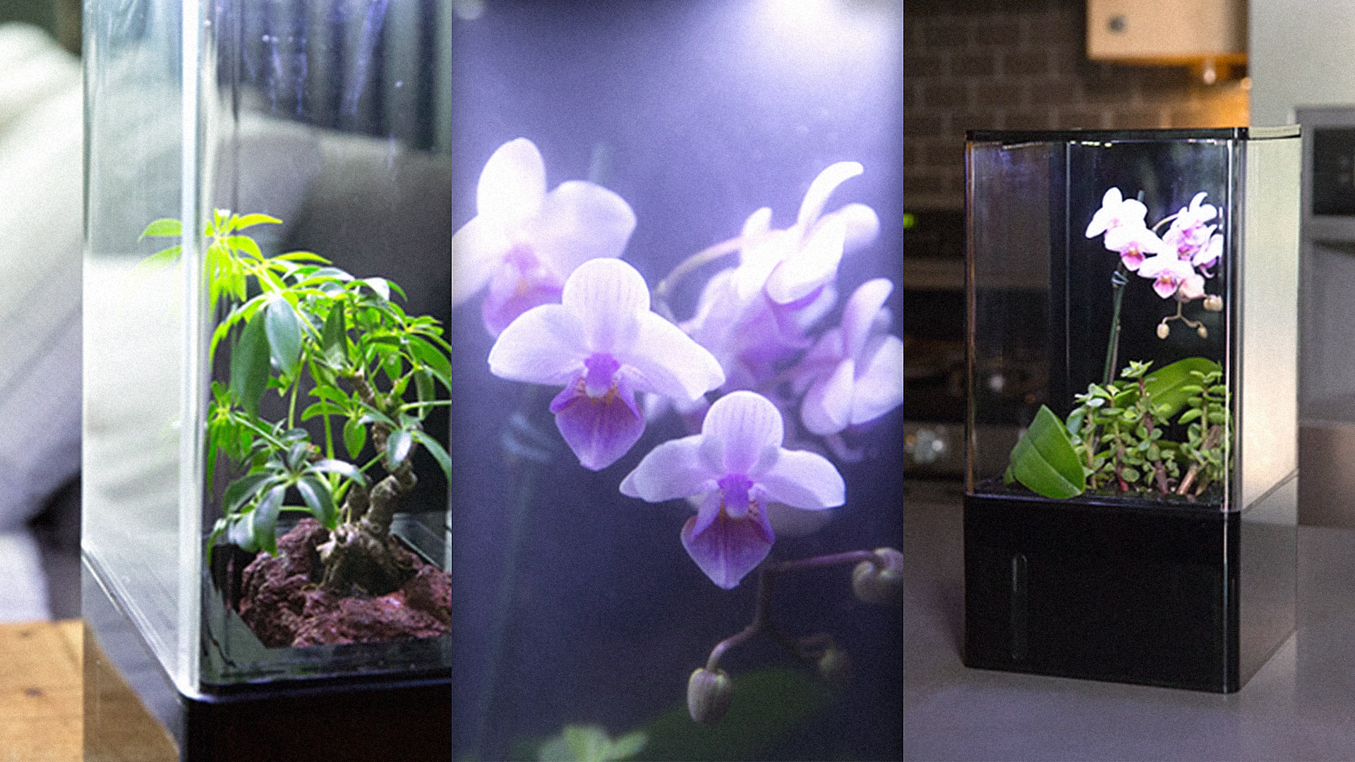 This Sleek Desktop Greenhouse Uses Plants To Clean Your Office Air ...