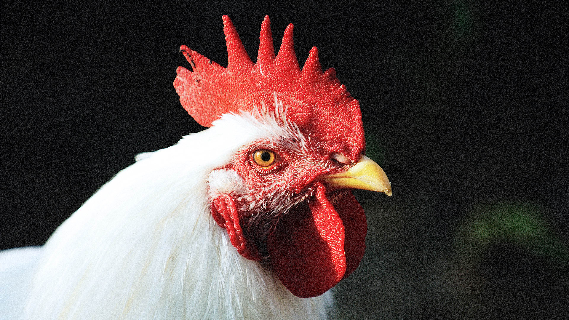 Coop Dreams Is Bill Gates's Gamified Plan To Give Chickens To African ...