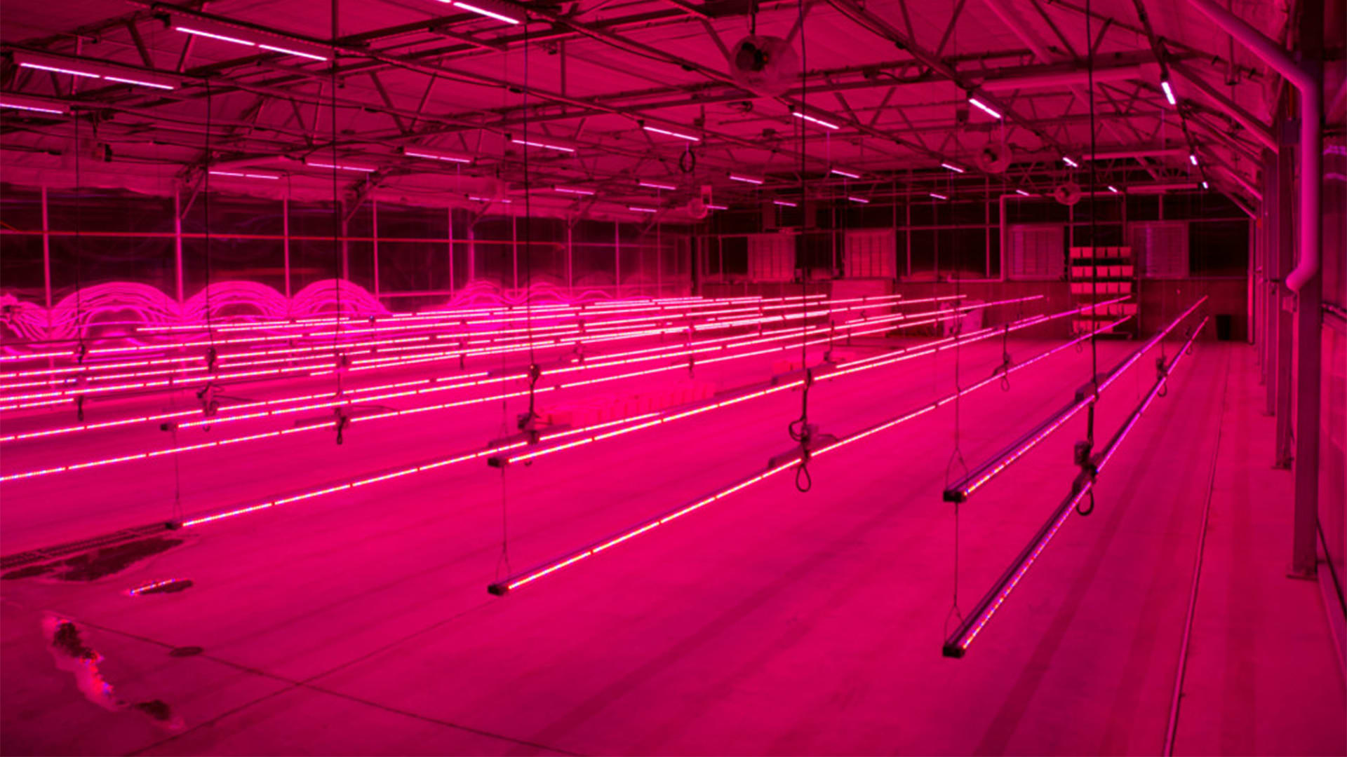 Beer Brewers Are Growing Fresh, Local Hops In LED-Lit Greenhouses ...