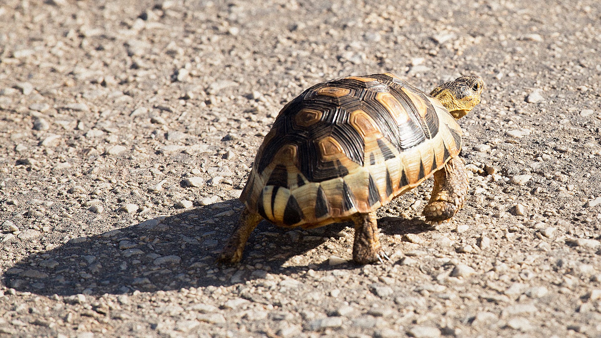 The Real Story Of How The Turtle Got Its Shell - Fast Company