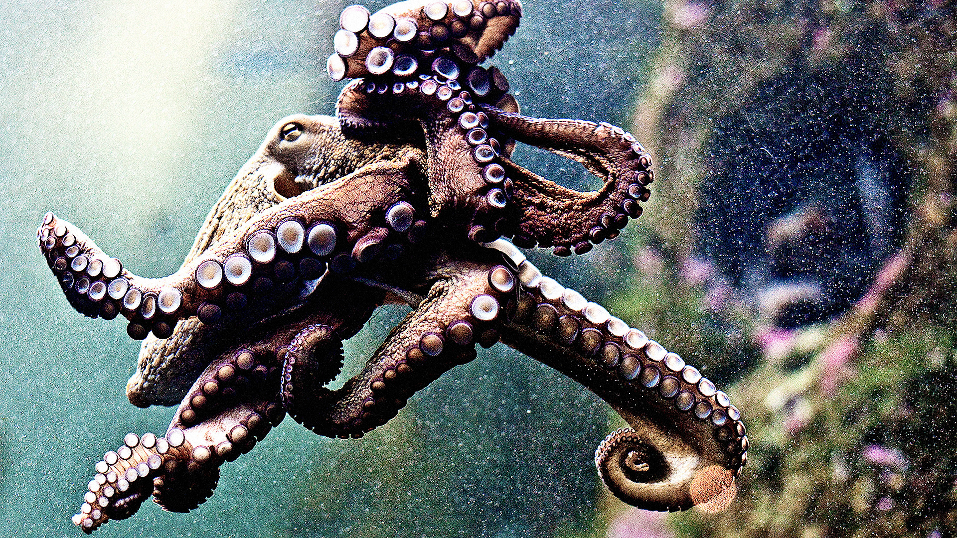 This Robot Octopus Swims, Walks, And Creeps You Out, Just Like A Real ...