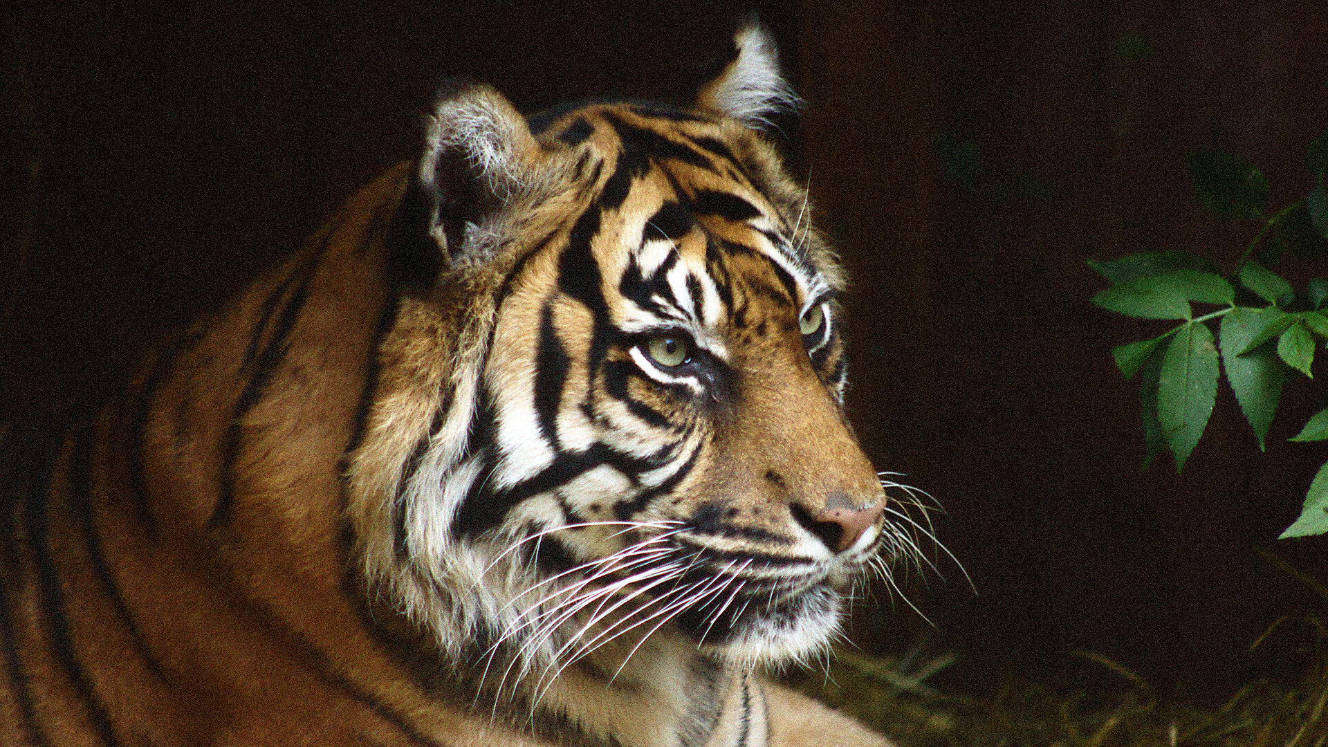 Join The Fight Against Animal Poaching From Your Phone - Fast Company