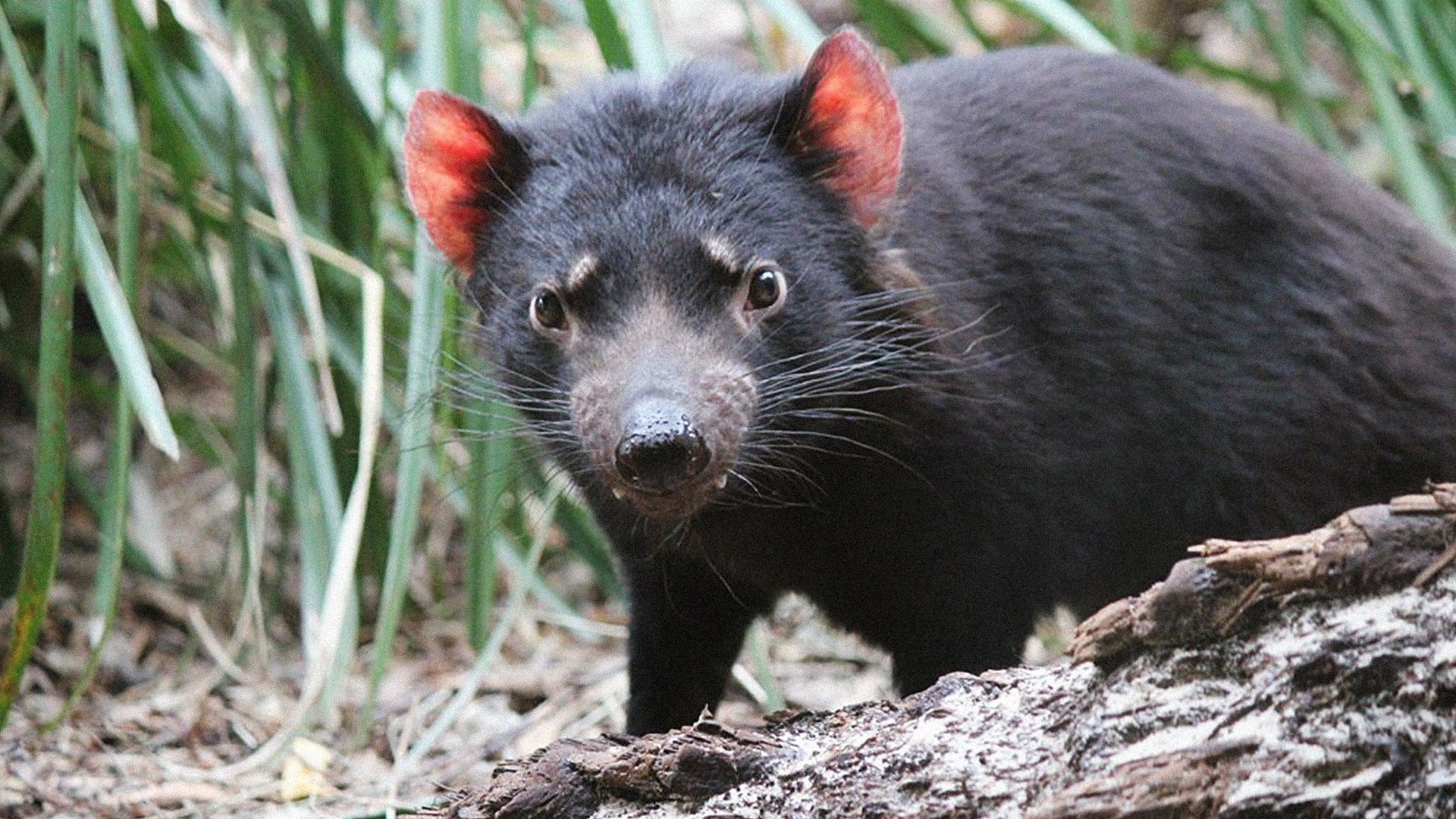 Tasmanian Devils Are Evolving Resistance To Deadly Cancer - Fast Company