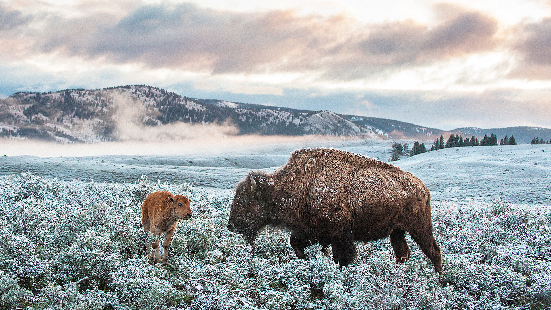 Climate Change Is Slowly Killing Our Iconic National Parks-Can We ...