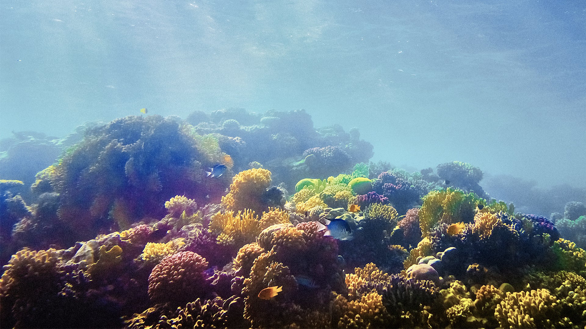 Farming Coral On Land, In Hopes Of Saving Reefs In The Ocean - Fast Company