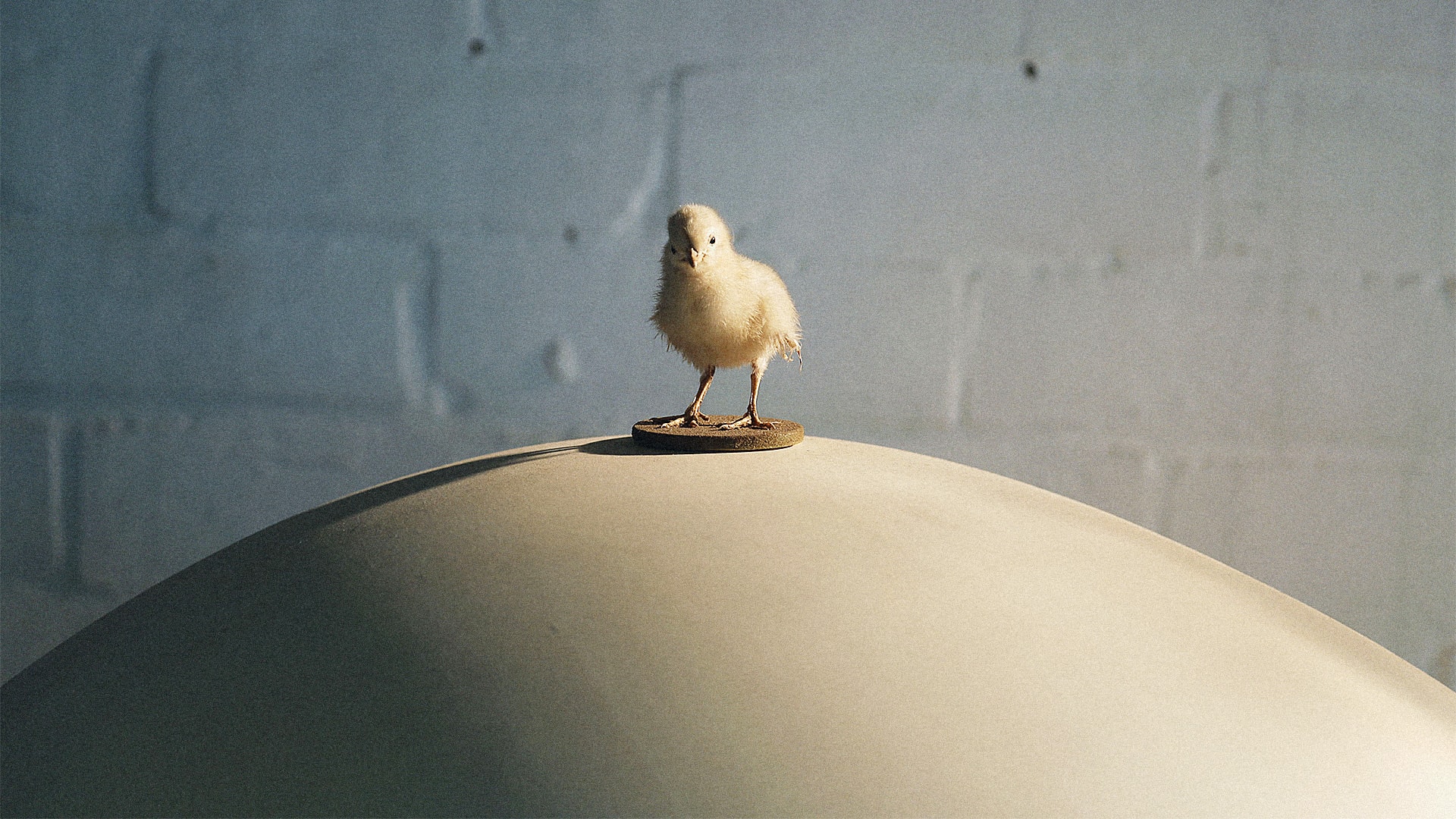 The World's Most Cosmopolitan Chicken Is Coming To Detroit - Fast Company