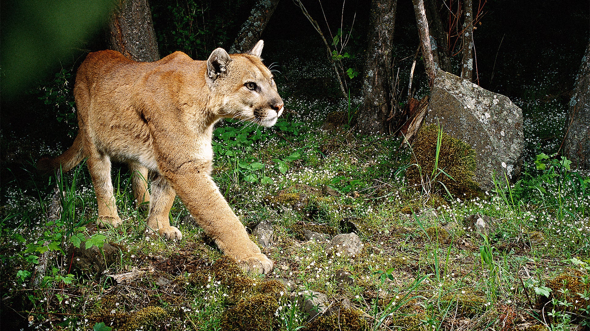 Should Wild Animals Have Property Rights Over Their Habitats? - Fast ...