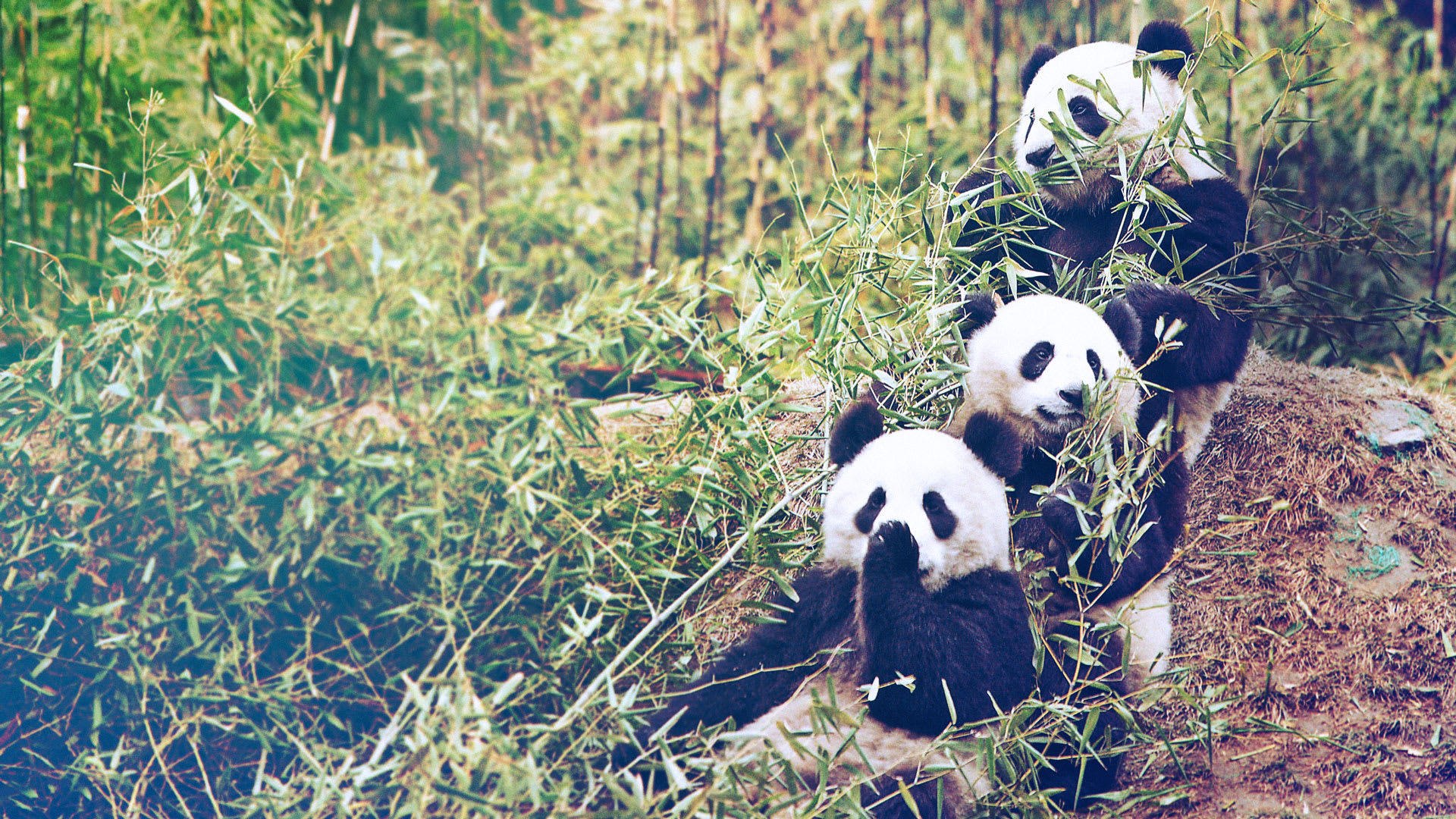 How I Got My Dream Job Traveling The World And Taking Care Of Pandas ...