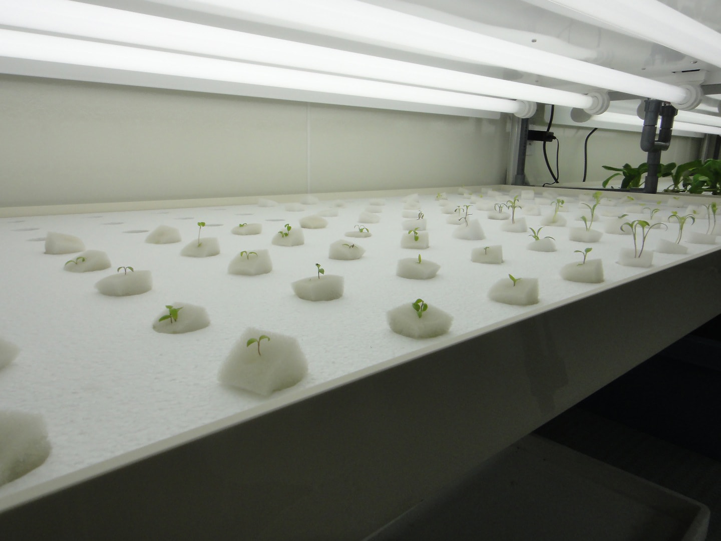 A Vegetable-Growing Factory That Fits In A Parking Space - Fast Company