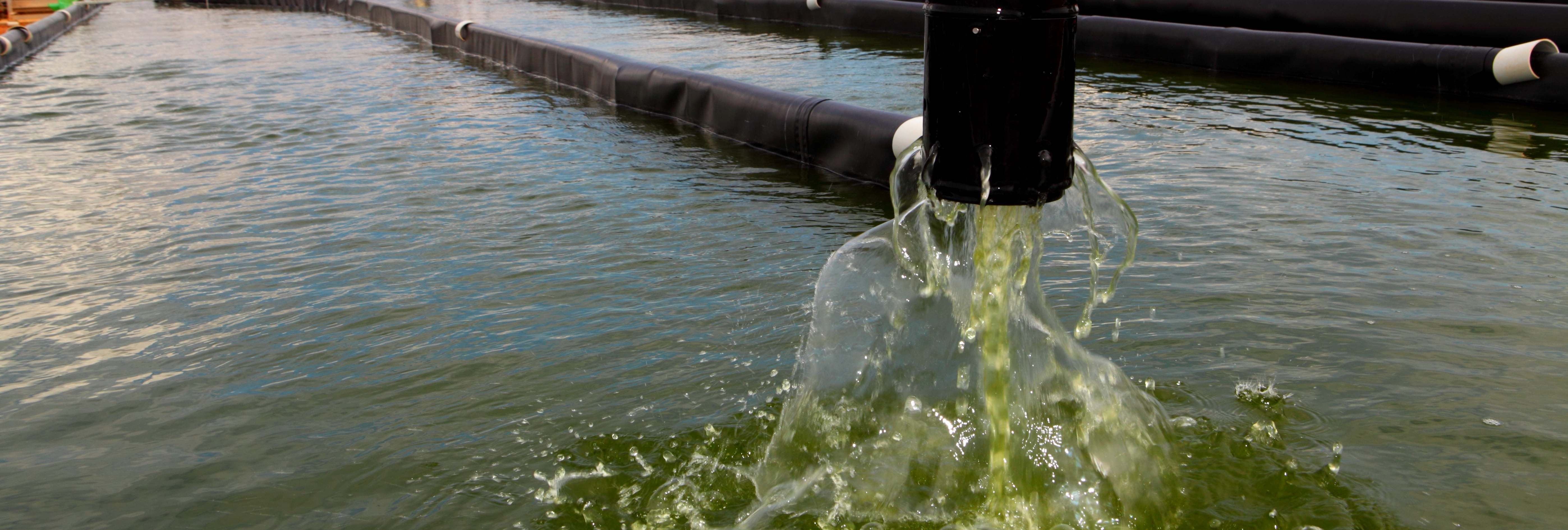 Where's My Algae-Powered Car? - Fast Company