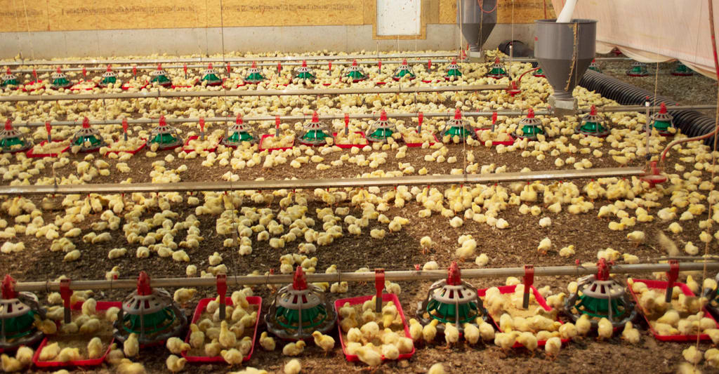 Making Factory Farming Smarter - Fast Company