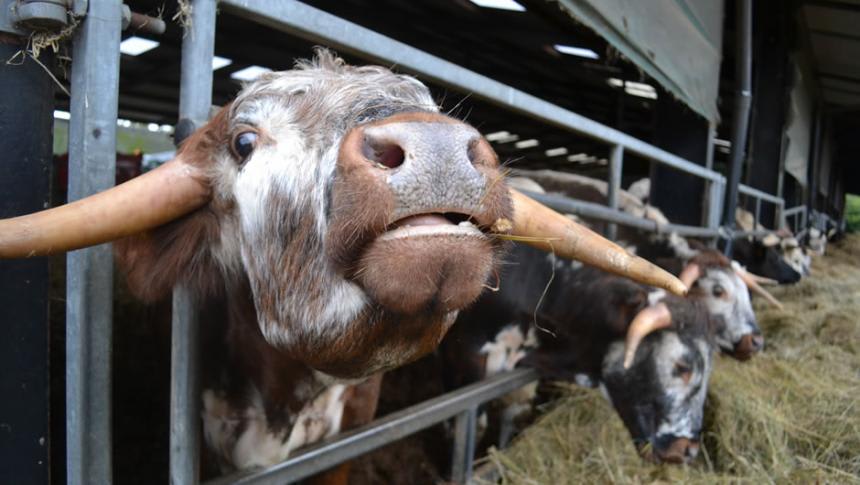 Real-Life FarmVille Expands To Give Users A True Picture Of Modern ...