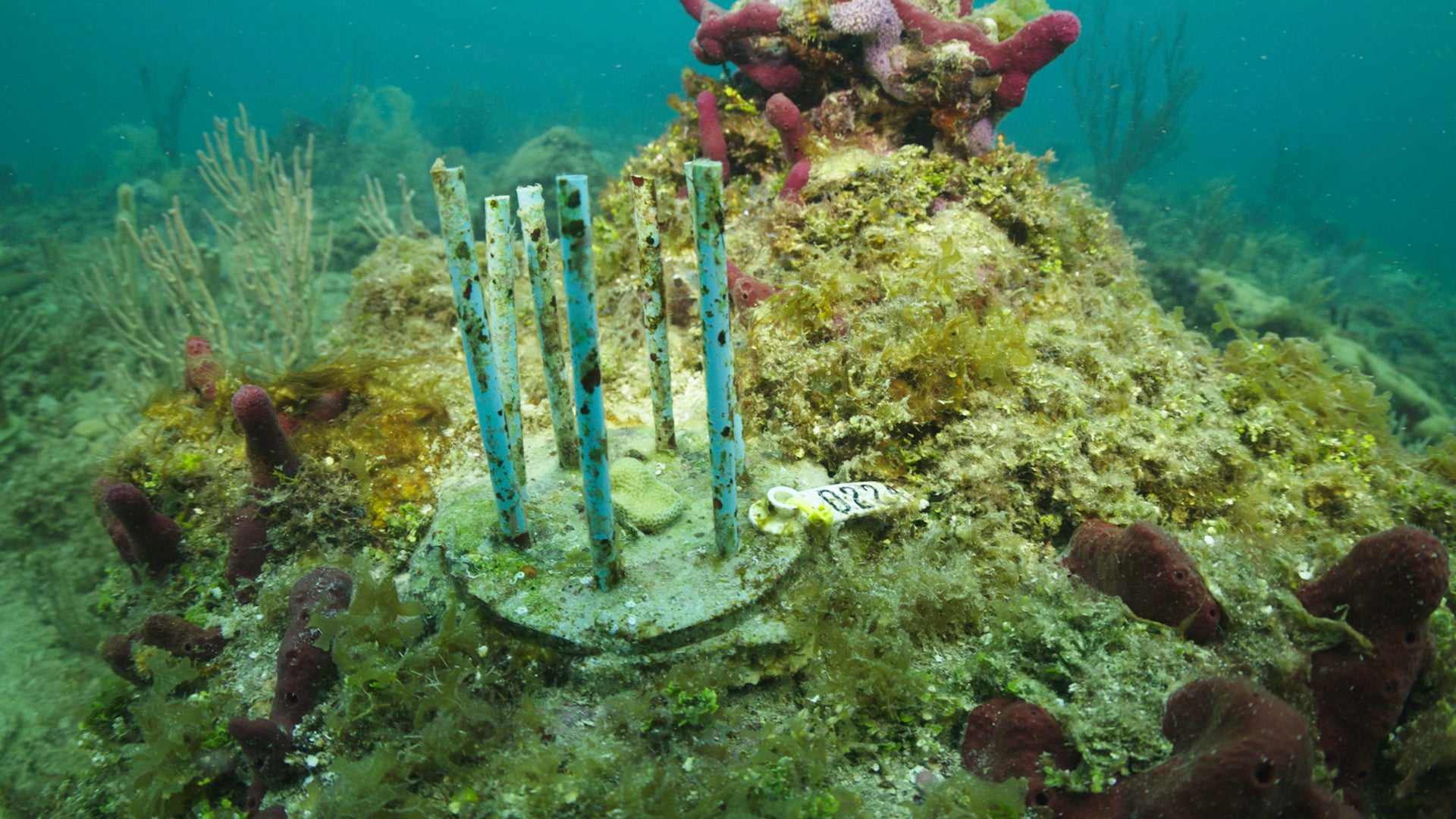 Researchers grasp at biodegradable straws to stop the decline of lab ...