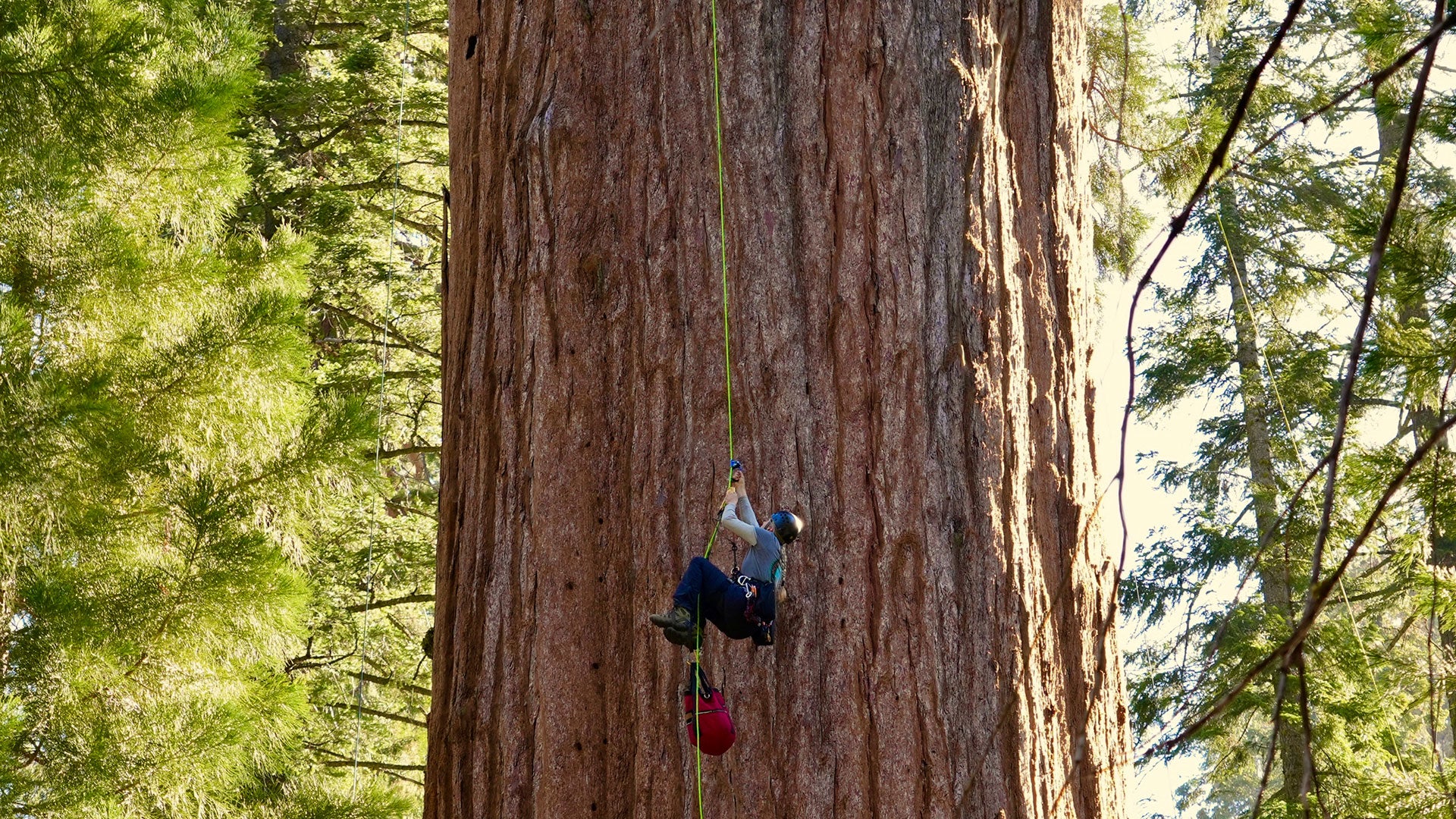 2,200-year-old tree, General Sherman, is ok for now but climate change ...