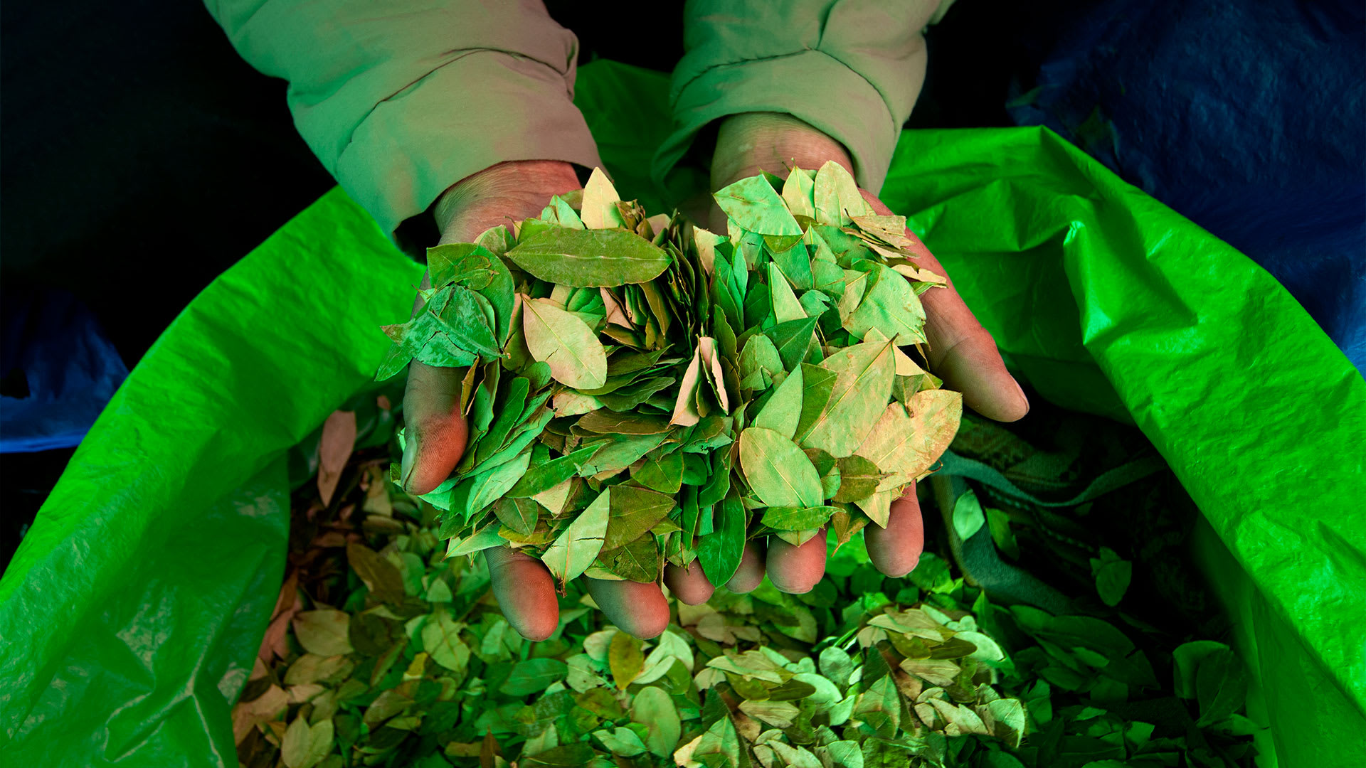 Bolivia's buzzy new beer is infused with ancient coca - Fast Company