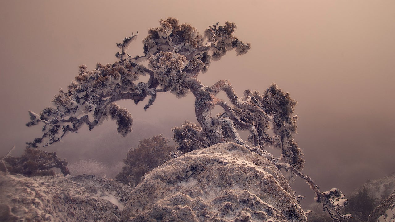 Photog Makes Forest Look Like An Alien Dreamscape - Fast Company