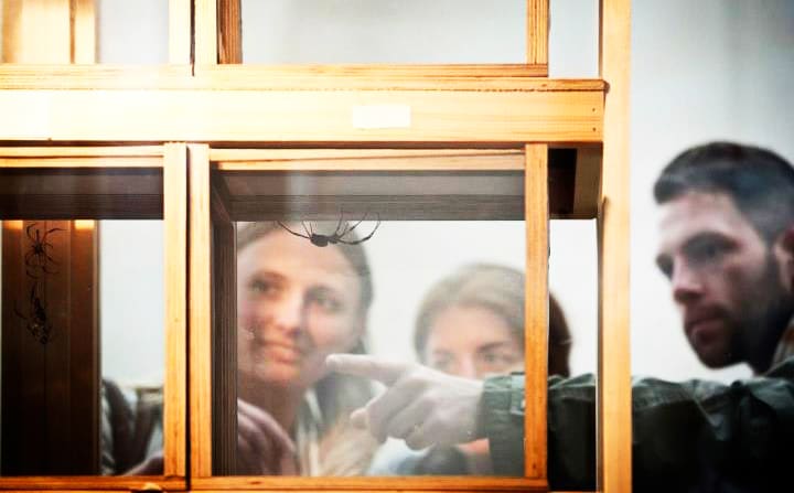 Yes, It's Real: A Bio-Factory That Farms Spider Silk - Fast Company