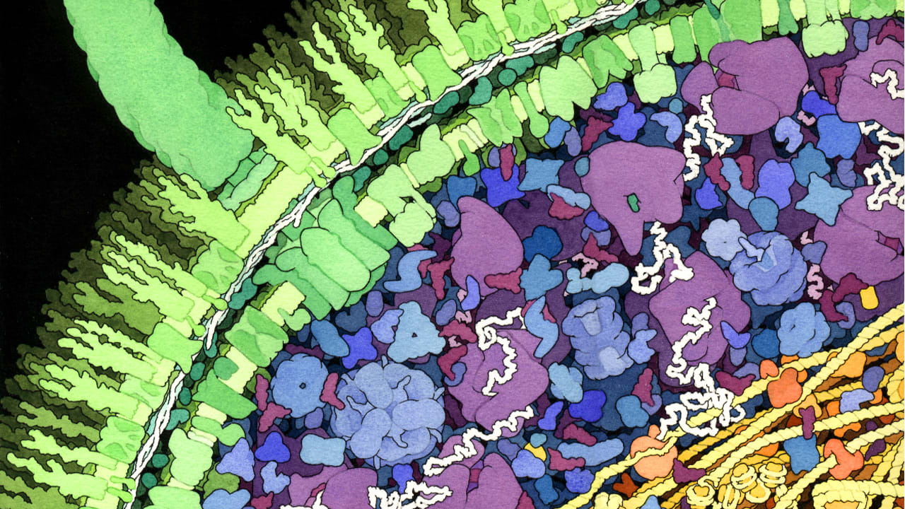 Visualizing Our Cellular Structure, In Watercolor - Fast Company