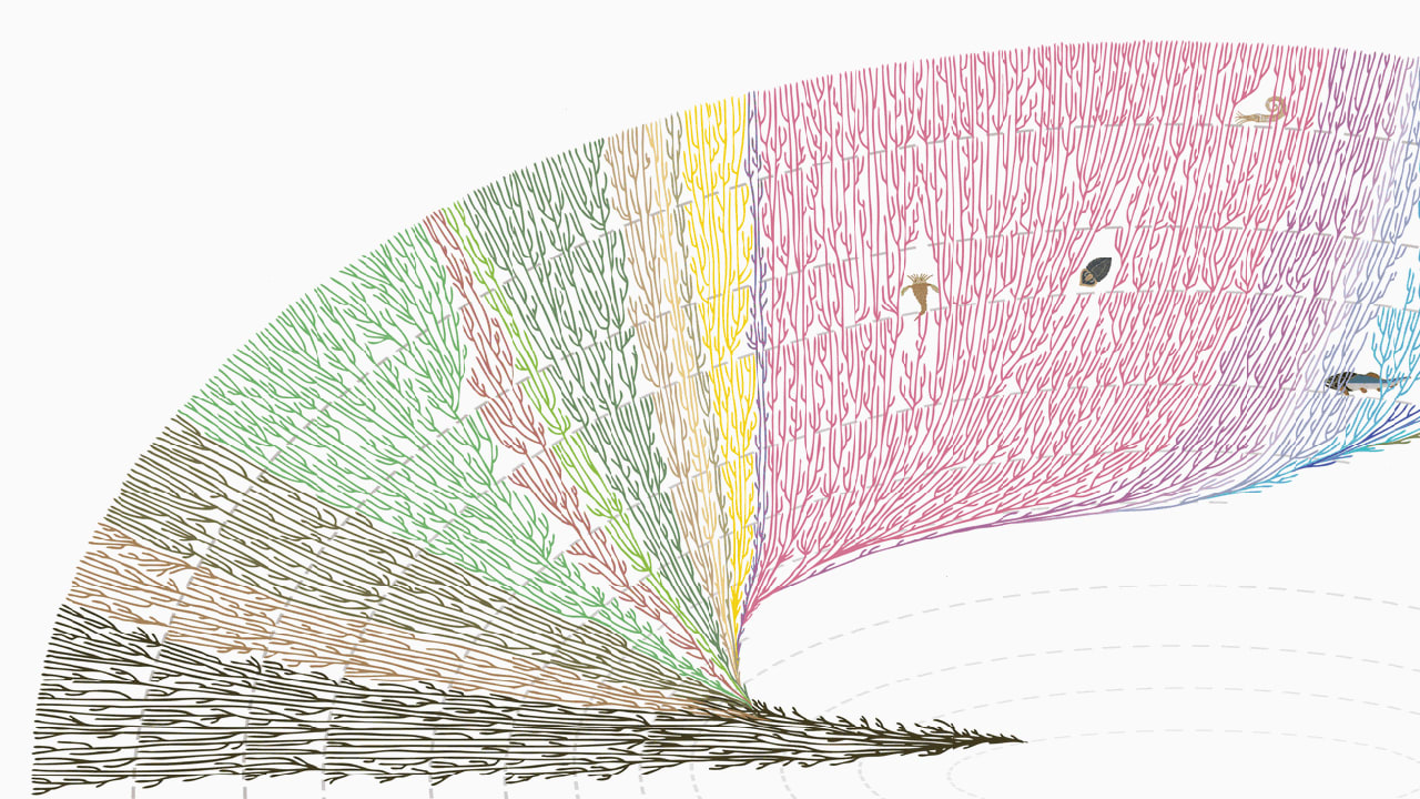 Infographic: Humans Are Just A Twig On The Tree Of Life - Fast Company