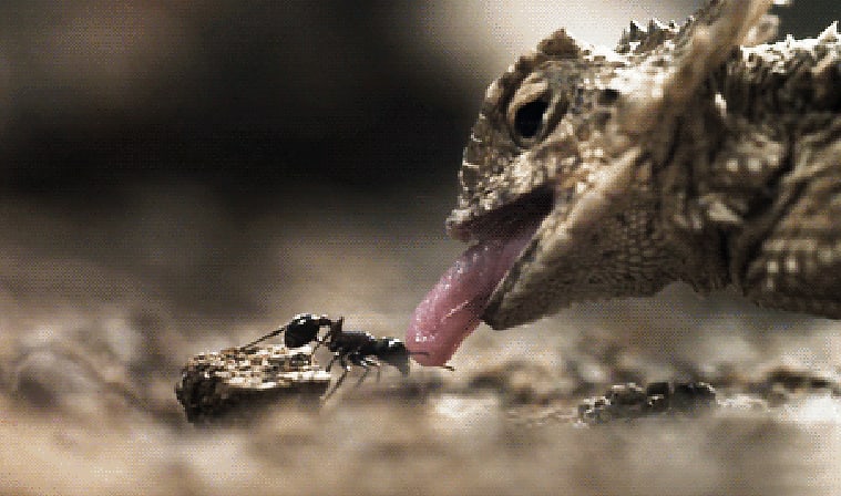 13 Mesmerizing Scenes Of Nature, Captured As GIFs - Fast Company