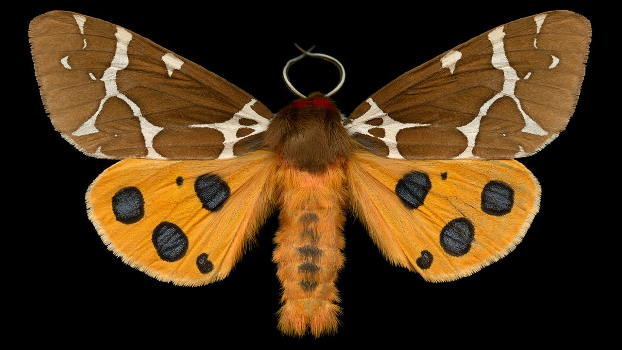 29 Portraits Showcase The Beauty Of Canadian Moths - Fast Company
