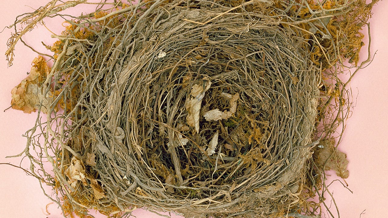 Nature's Master Architects: Look Inside Some Amazing Birds' Nests ...
