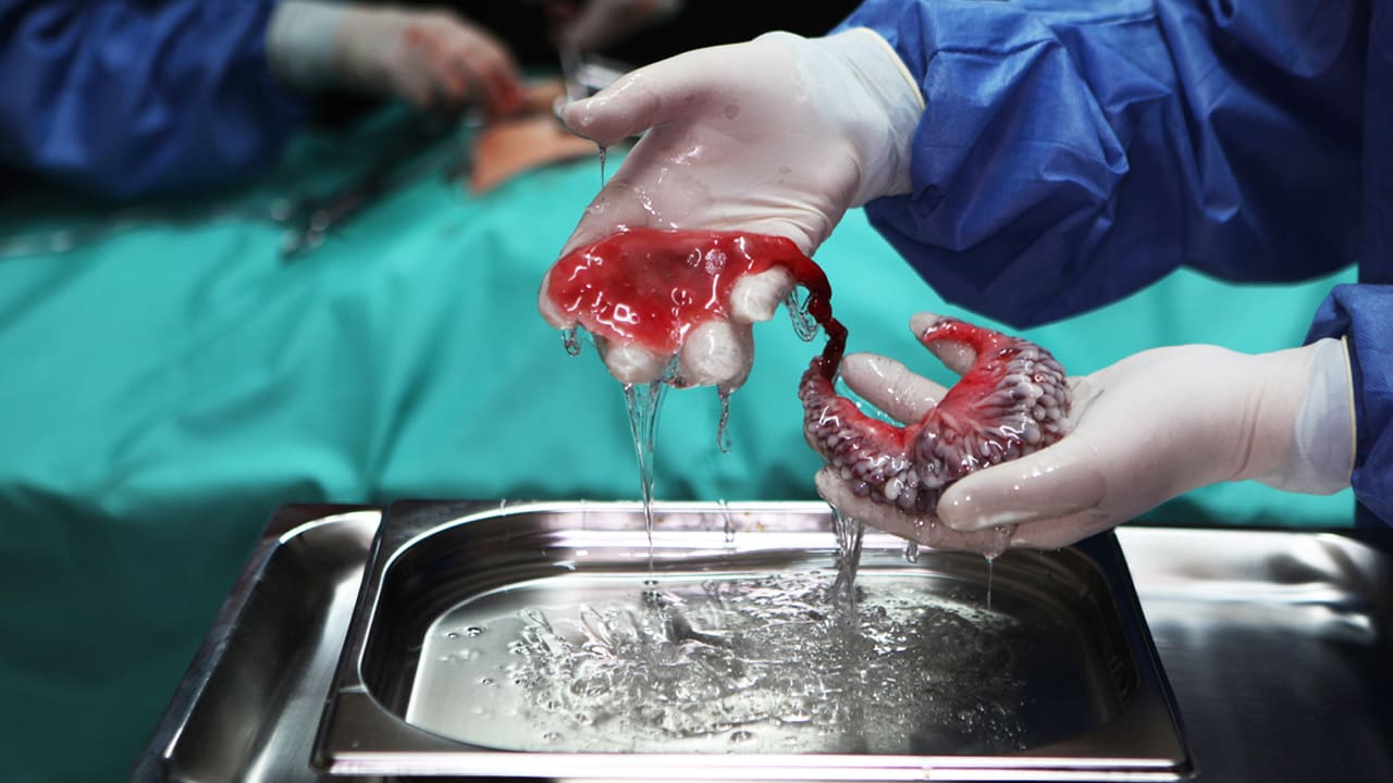 Artist Creates Human Organs From Eel, Snake, and Leech Parts - Fast Company