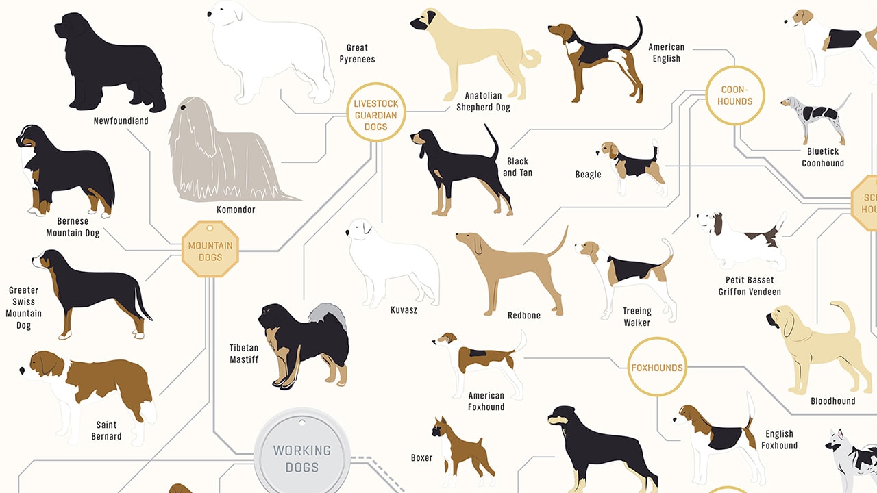 181 Breeds Of Dog On One Awesome Poster - Fast Company