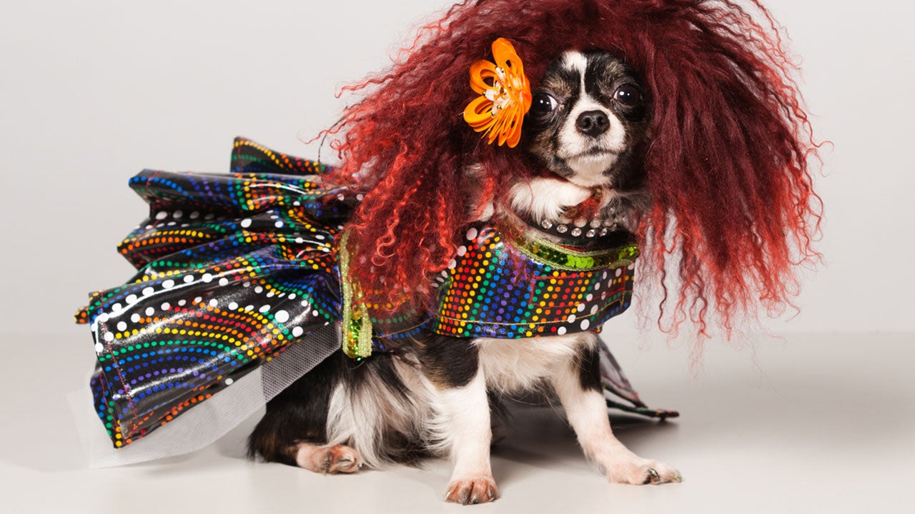 New York's Most Extravagantly Dressed Dogs - Fast Company