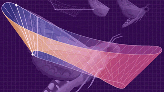 How 5 Different Creatures Flap Their Wings - Fast Company