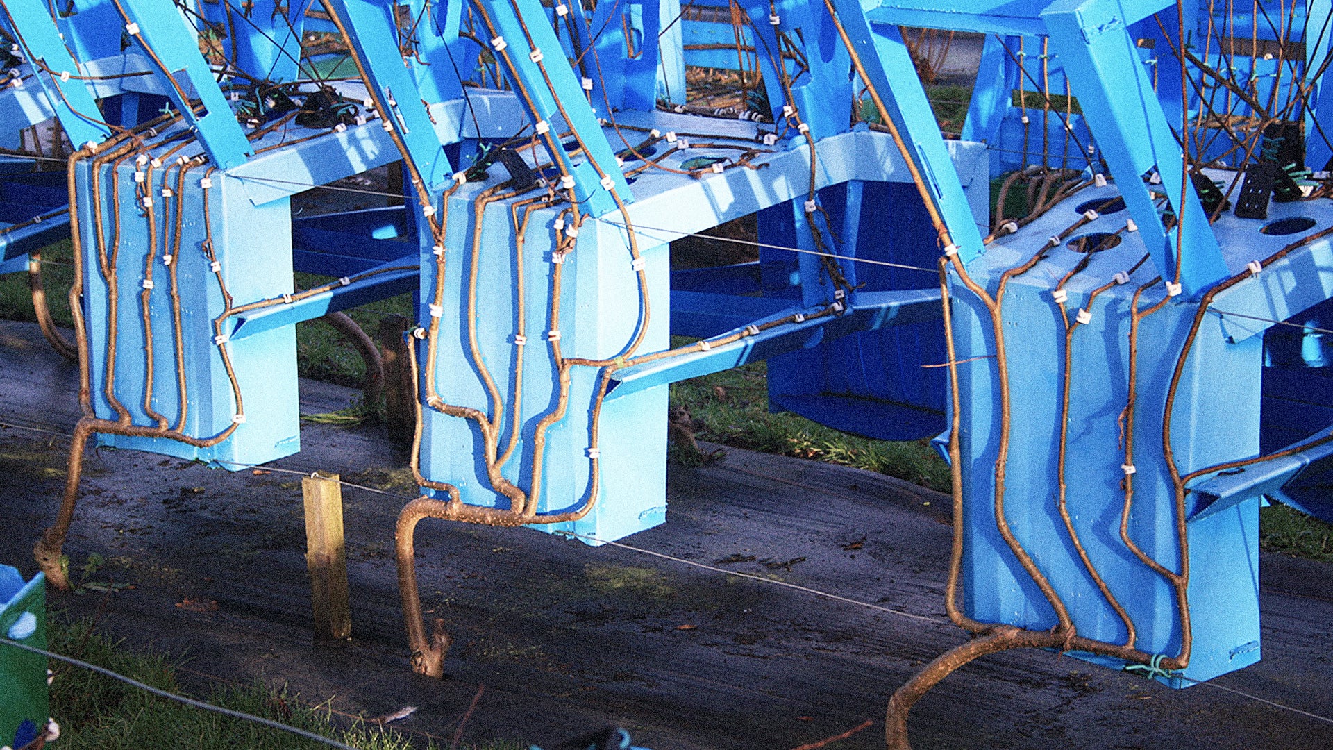 These Molded Trees Grow Into Fully Formed Chairs, Tables, And Lamps ...