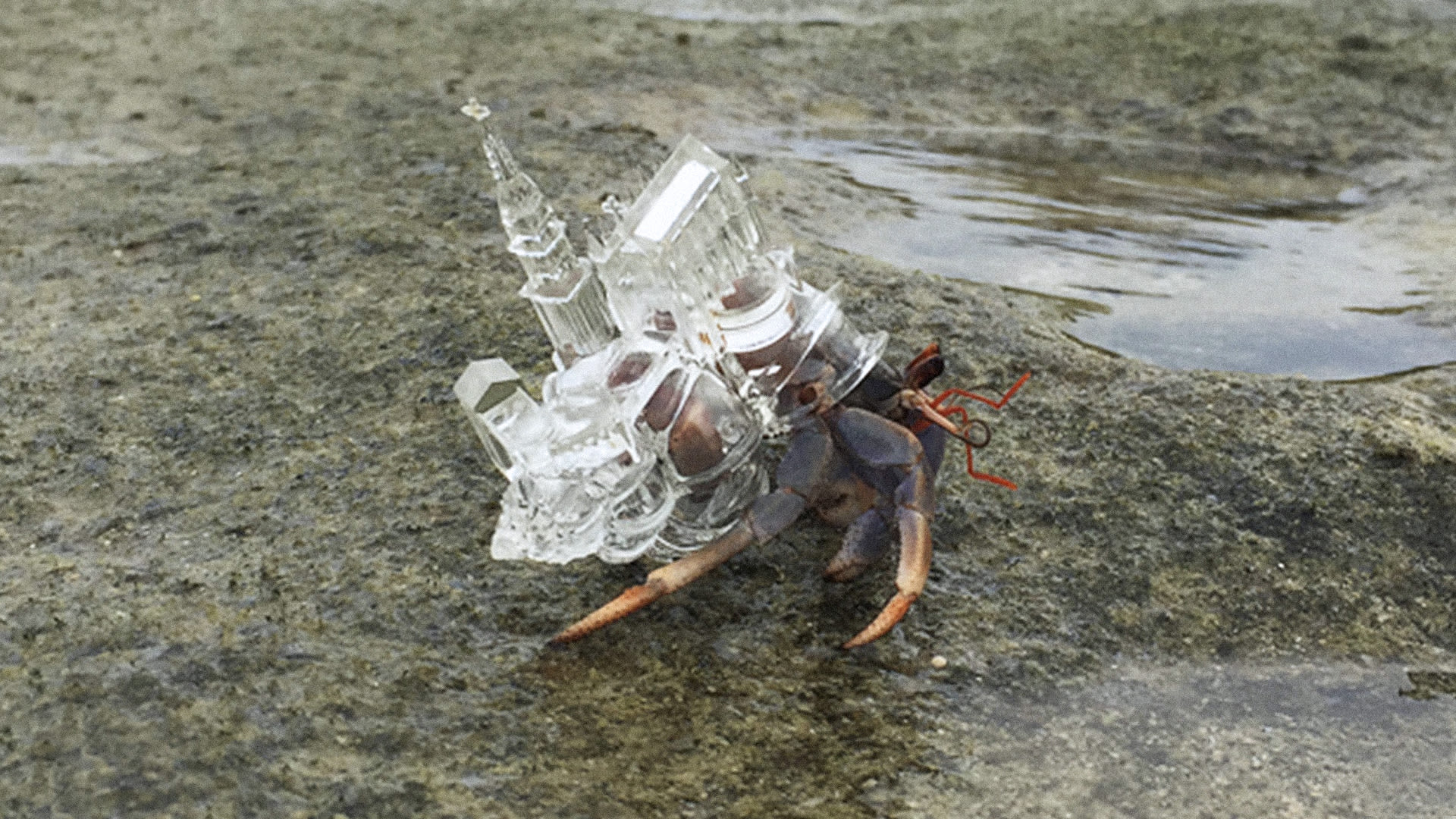 This Hermit Crab Has A Glass Cathedral For A Shell - Fast Company