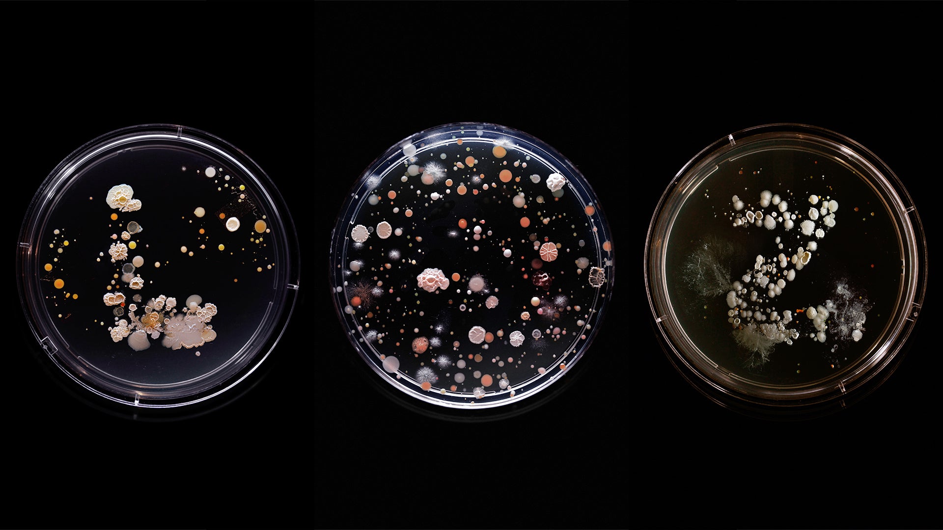 The Bacteria of NYC's Subway Turned Into Art - Fast Company