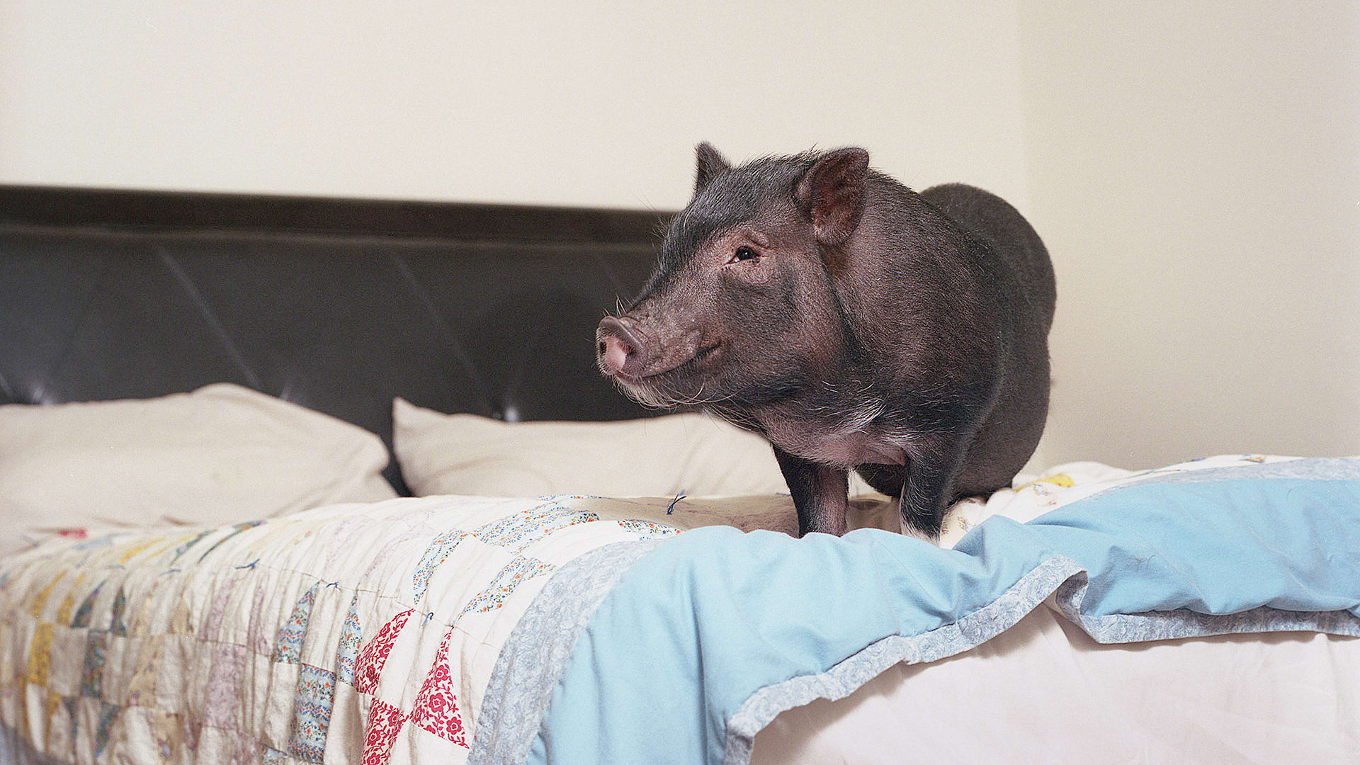 Wild, But Housebroken: Portraits Of 14 Exotic Pets Living In Suburbia ...