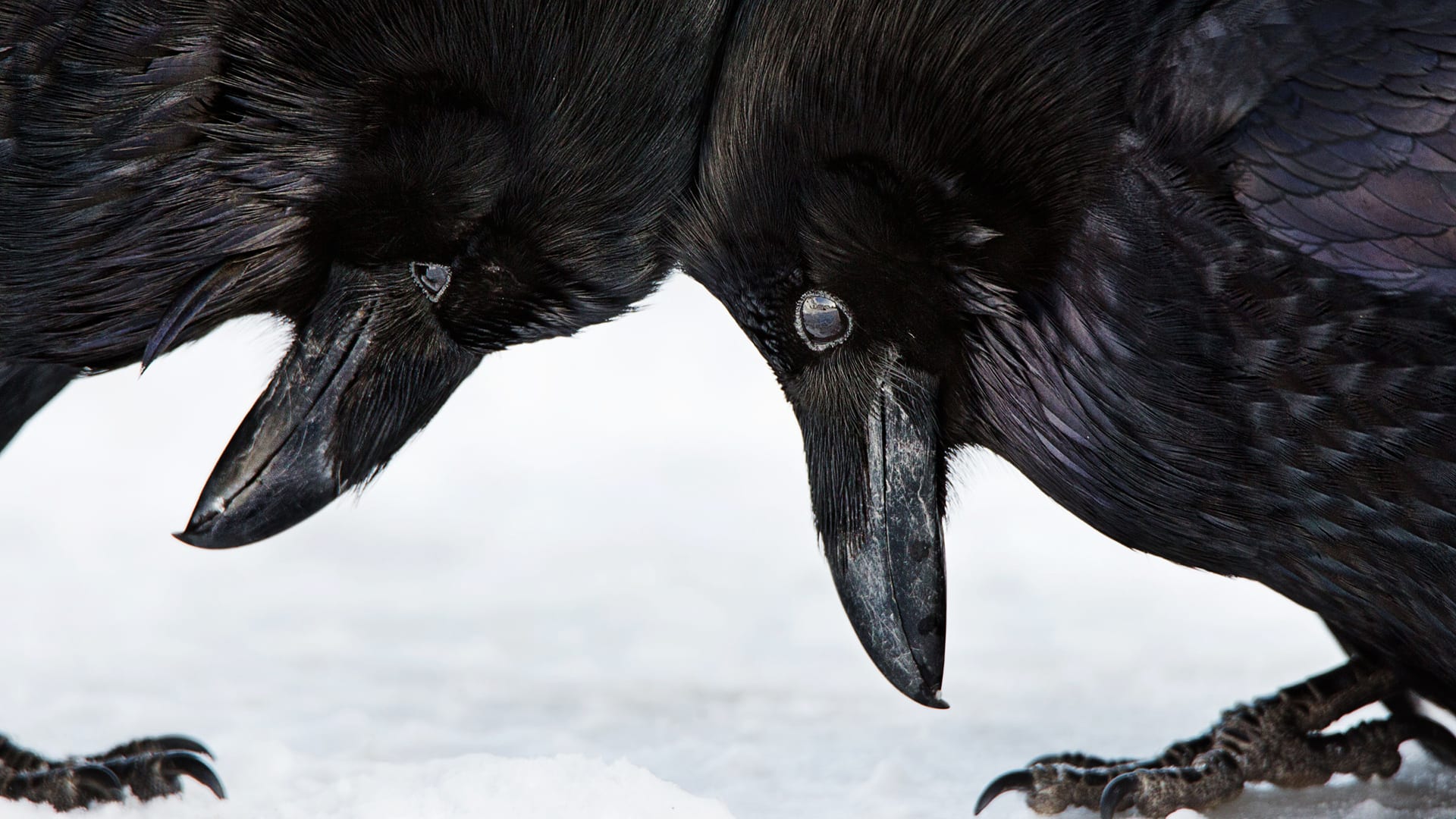 The Year's Most Beautiful (And Bizarre) Bird Photography - Fast Company