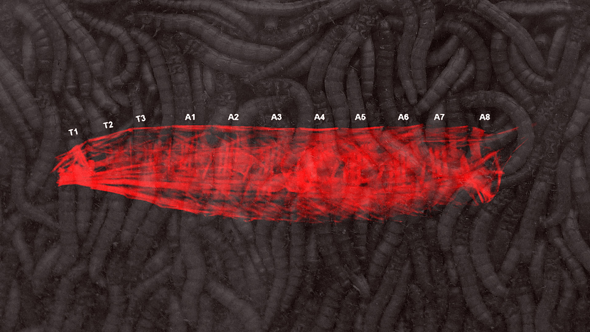 This Creepy Mechanical Maggot May Be The Future Of Robotics - Fast Company
