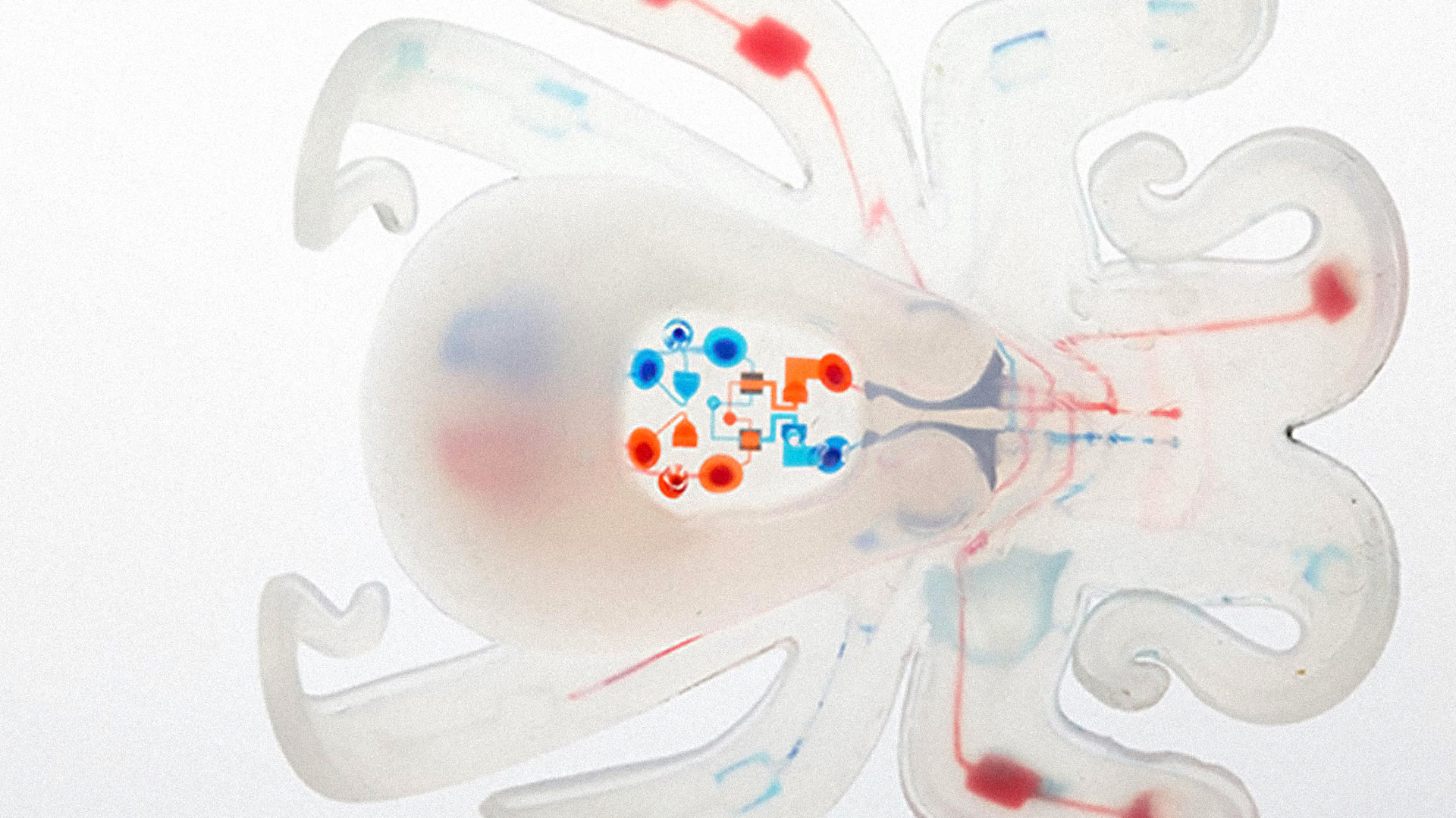 The Octobot Is A Major Robotics Breakthrough (It's Also Pretty Cute ...