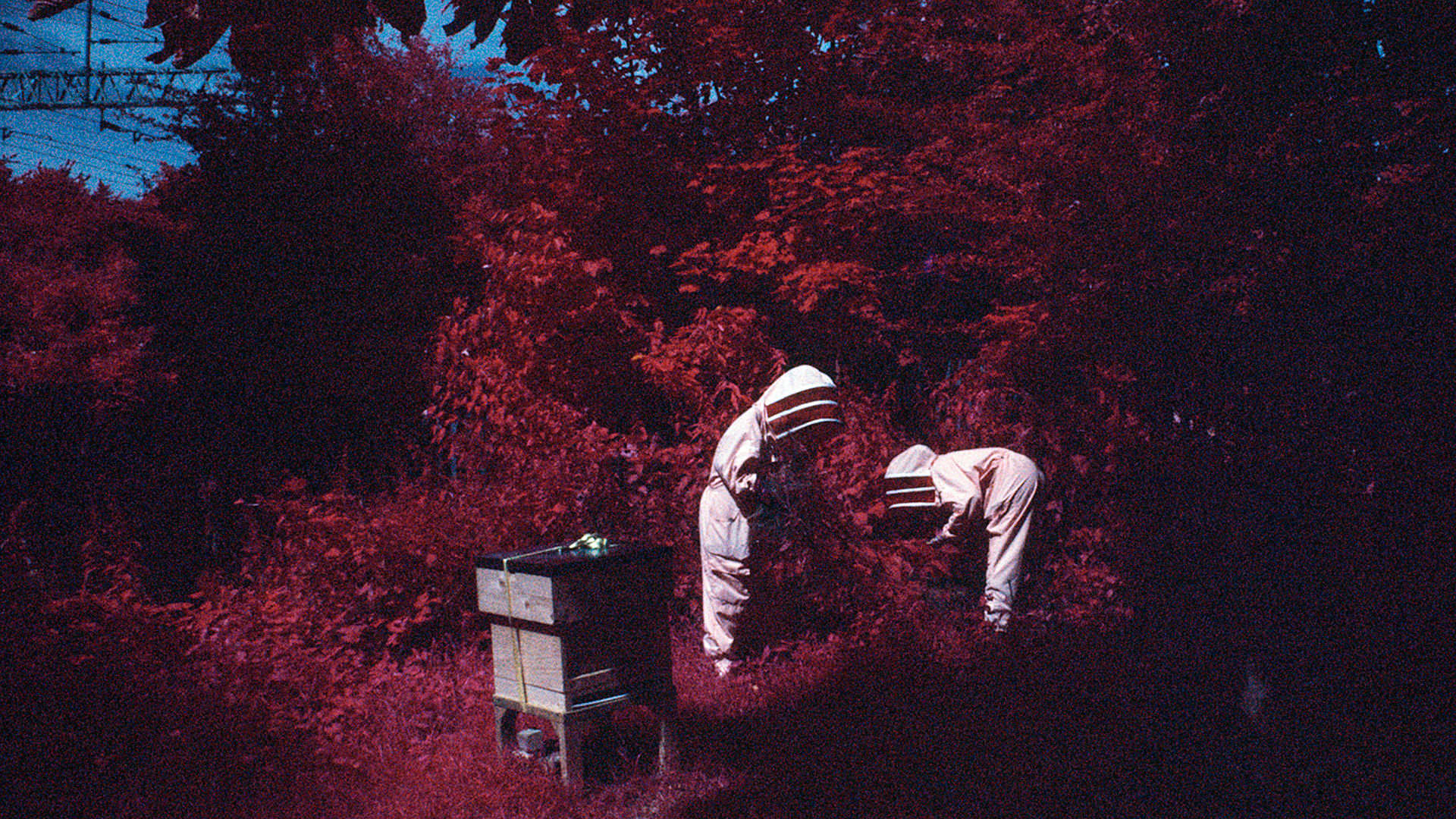 Infrared Photographs Reveal The Secret Worlds Our Eyes Can't See - Fast ...