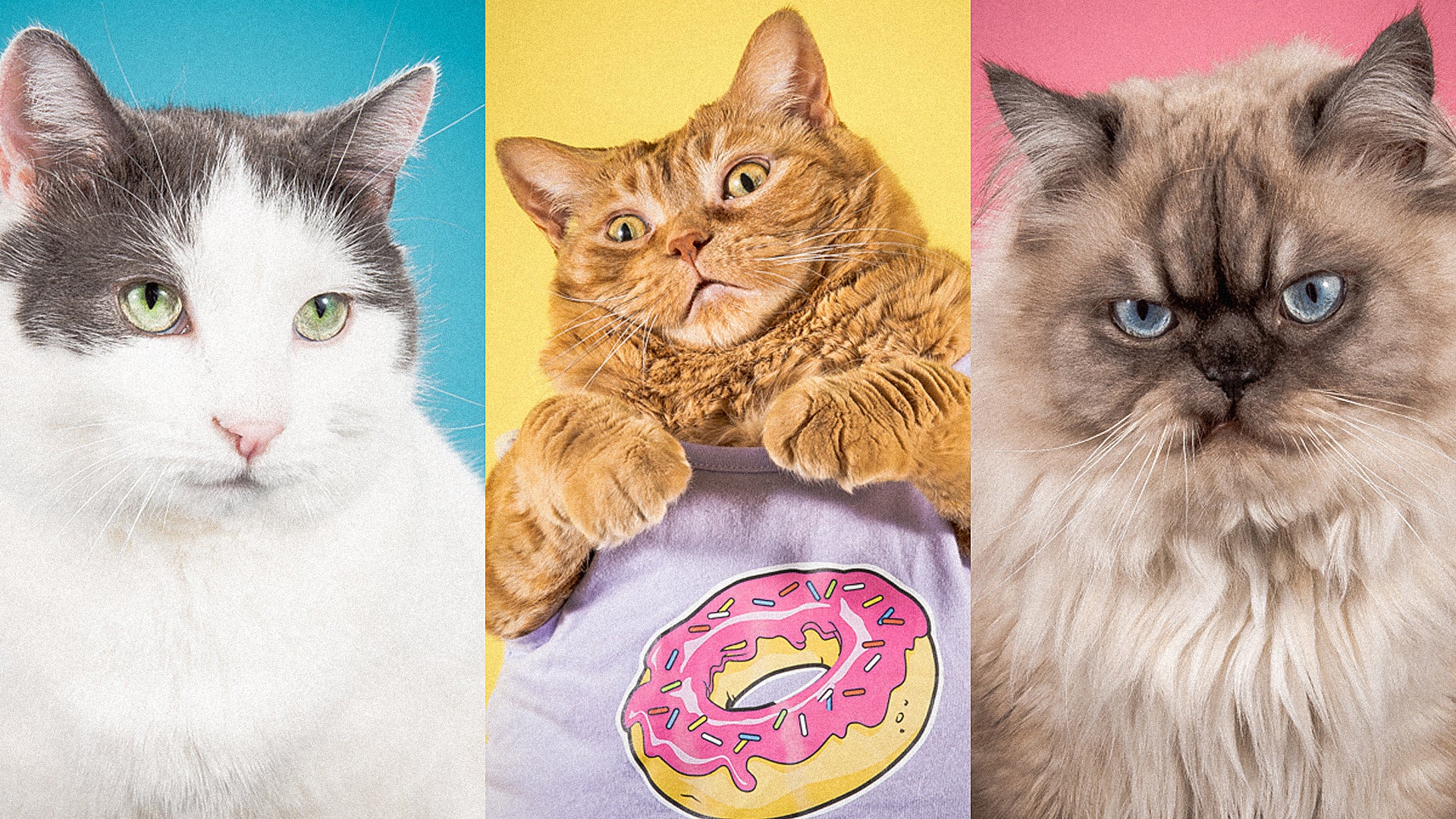 The Adorable Majesty Of Morbidly Obese Cats - Fast Company