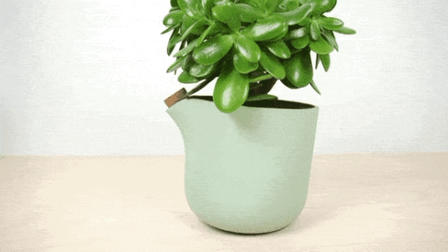 This Clever Pot Waters Your Plant For Up To 4 Weeks - Fast Company
